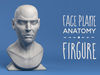 Face Plane Anatomy 3D model 3D printable | CGTrader