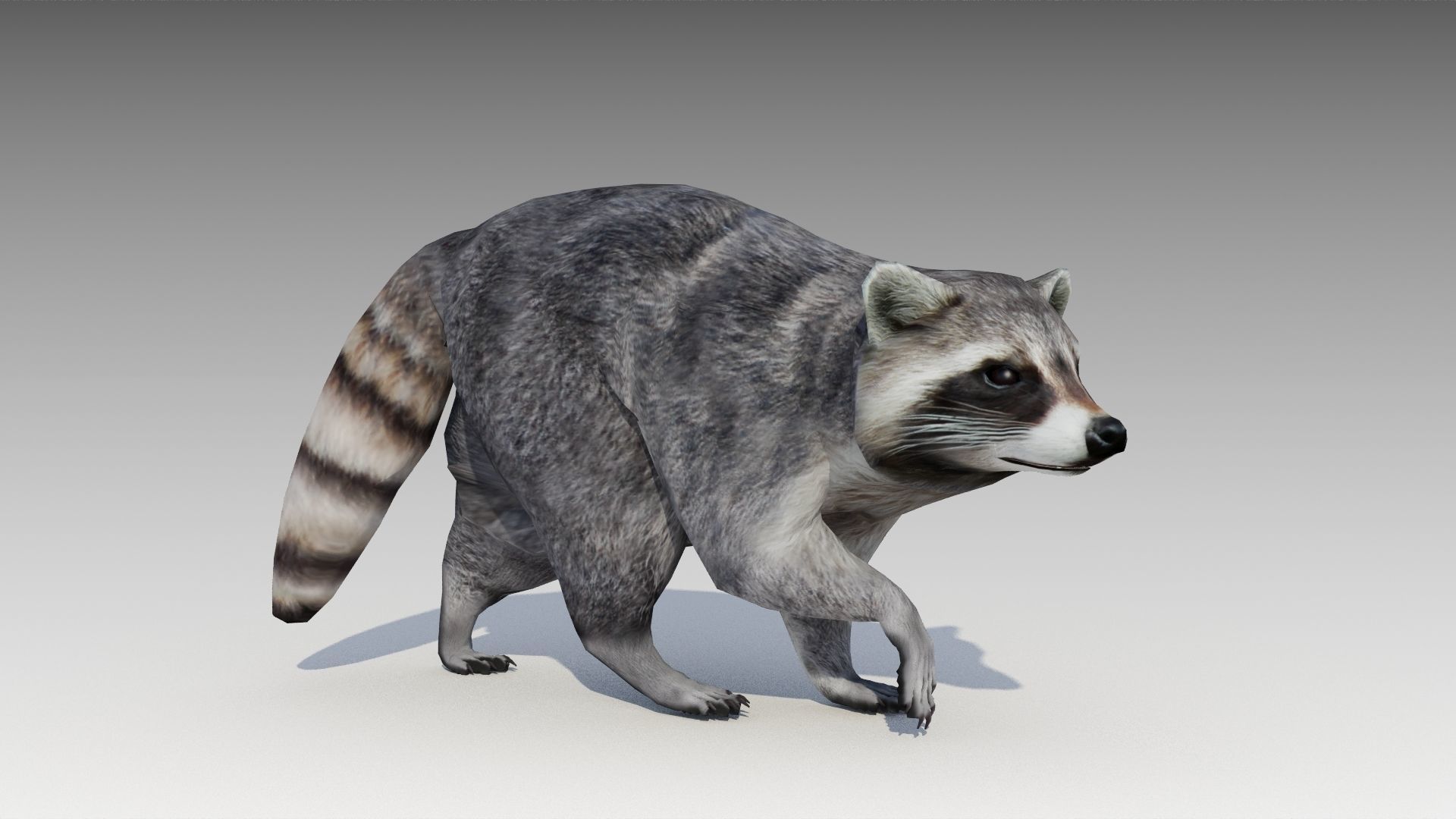 3D model Raccoon Animated VR / AR / low-poly rigged animated | CGTrader
