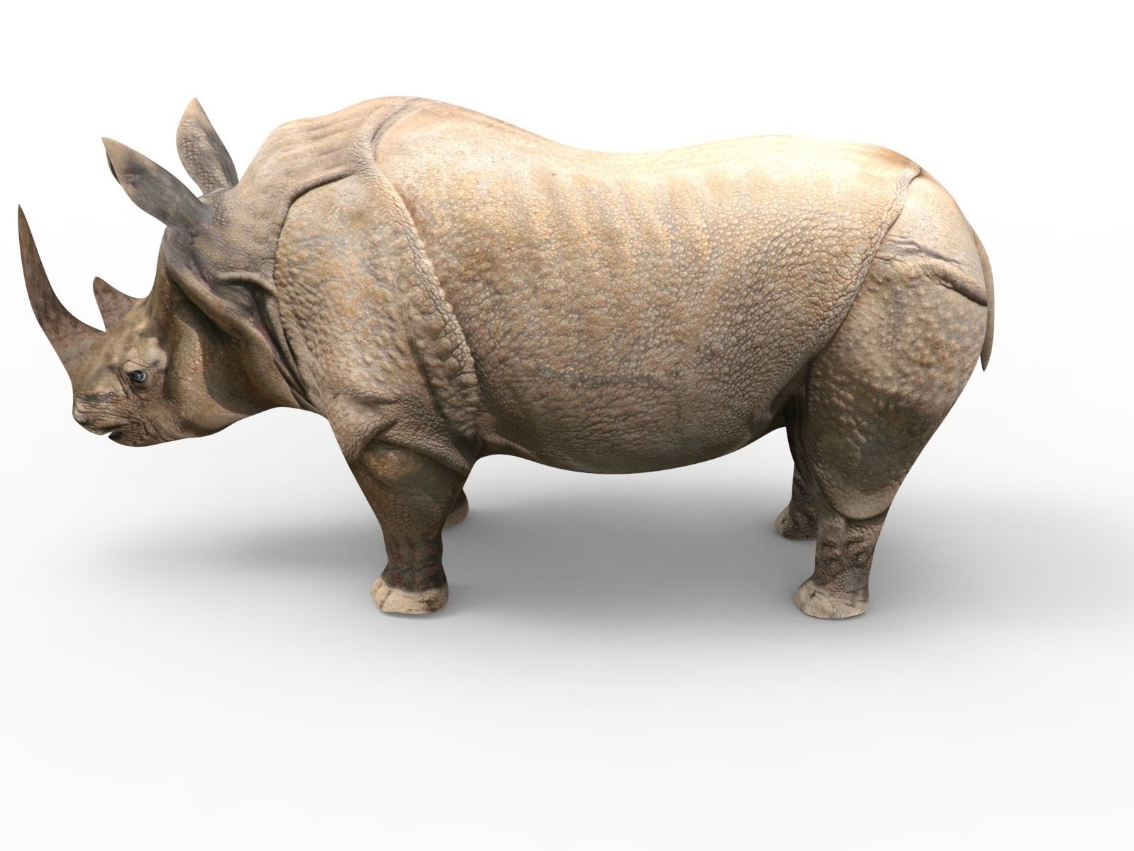3D model 3D rhino rhinoceros realistic Model VR / AR / low-poly | CGTrader