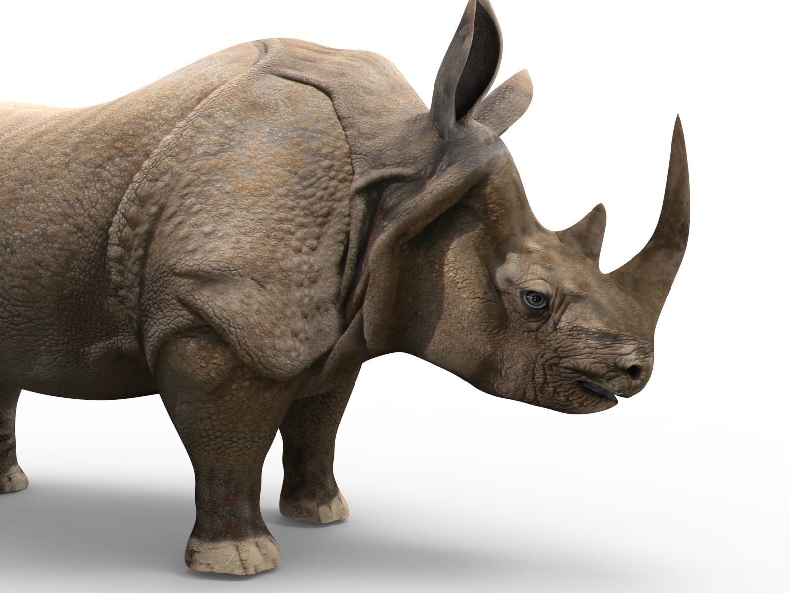 3D model 3D rhino rhinoceros realistic Model VR / AR / low-poly | CGTrader