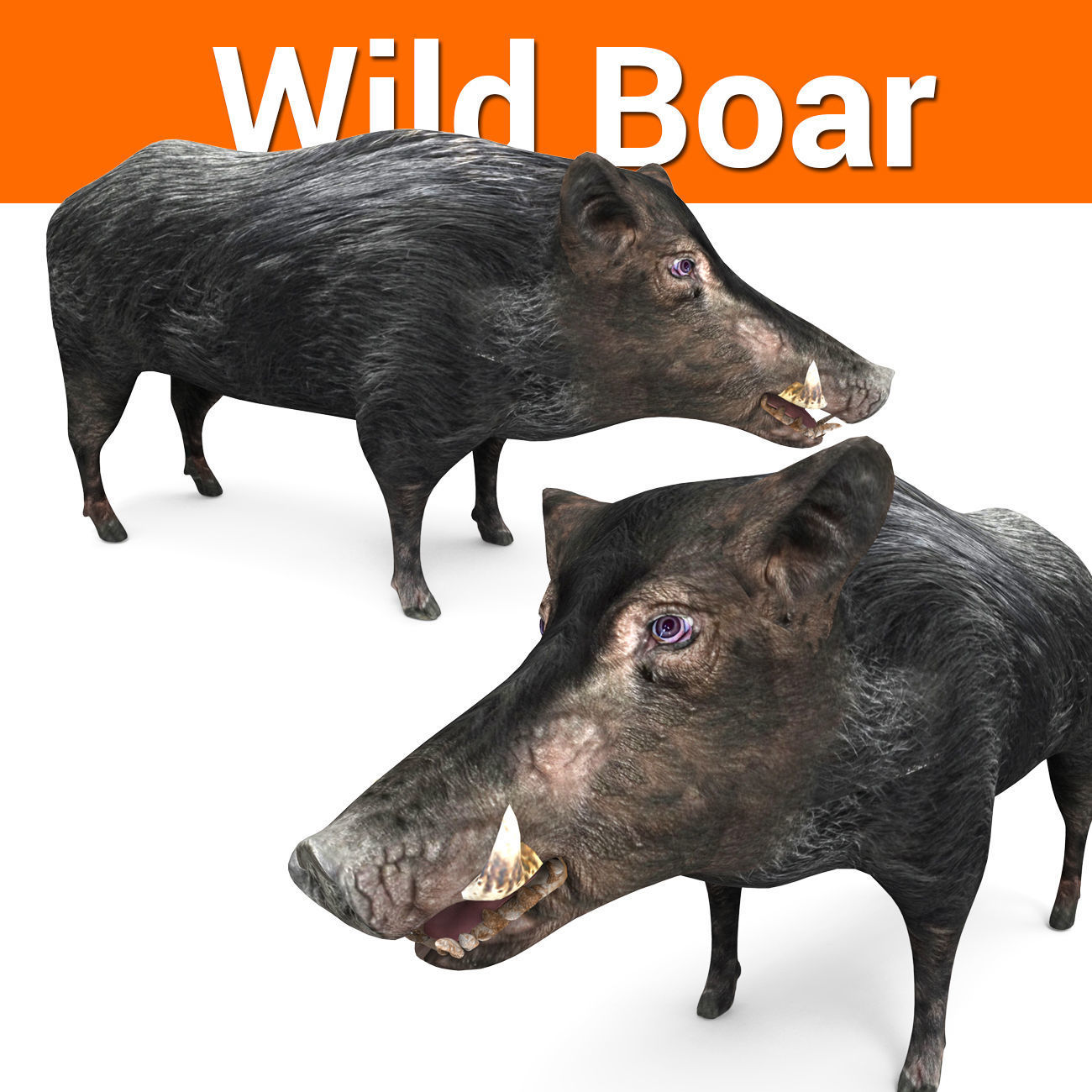 3D model 3D Wild Boar 3D Model VR / AR / low-poly | CGTrader