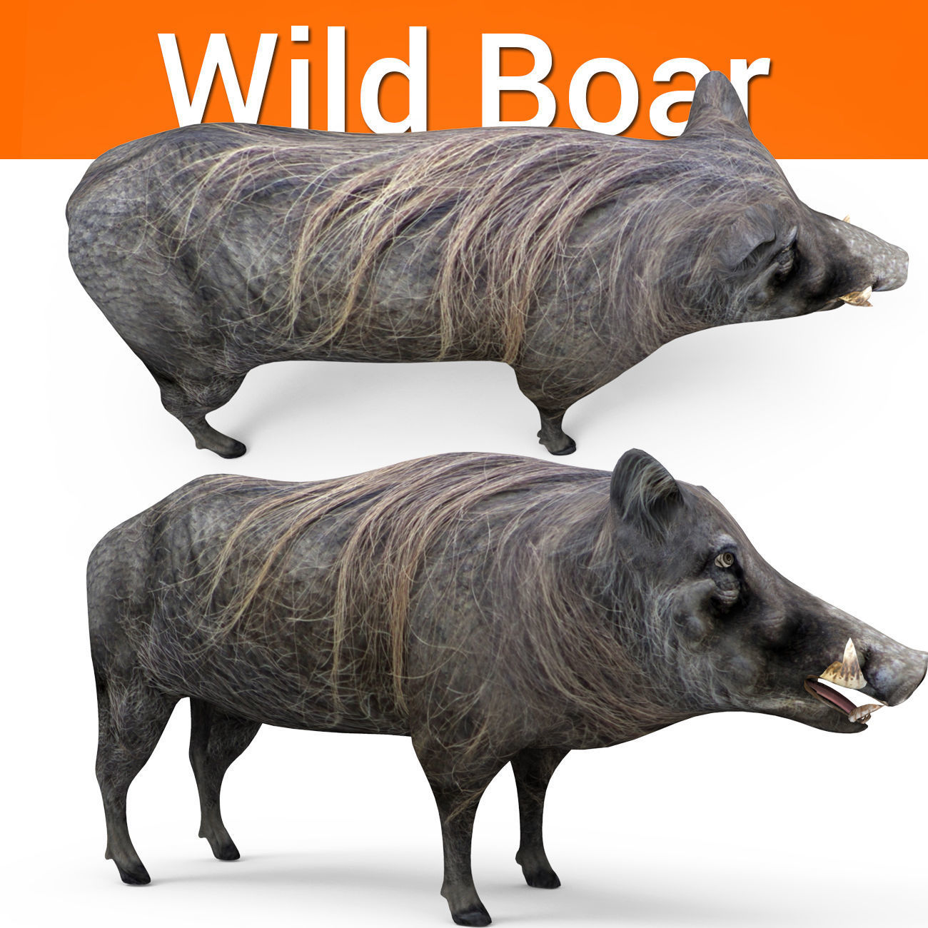 3D model Wild Boar 3D Models game ready low poly model VR / AR / low ...