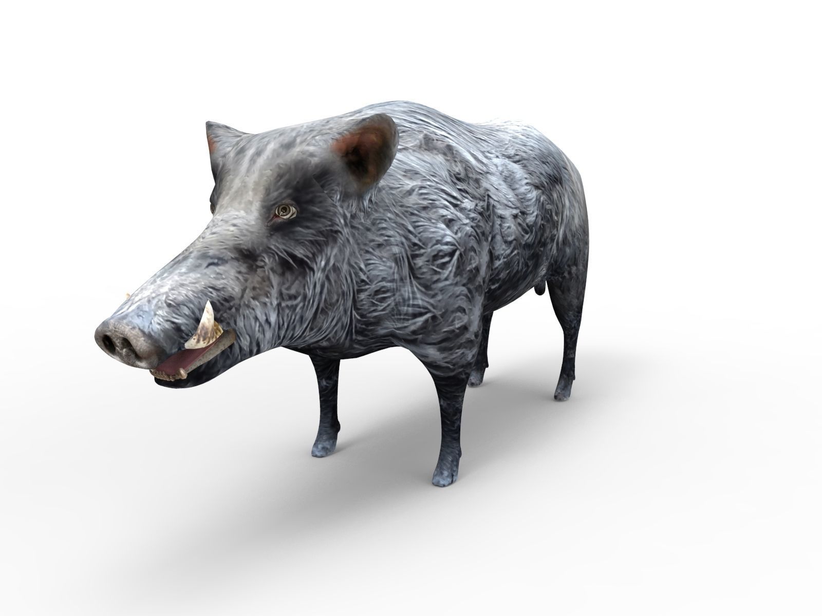 3D Wild Boar 3D Model low-poly | CGTrader