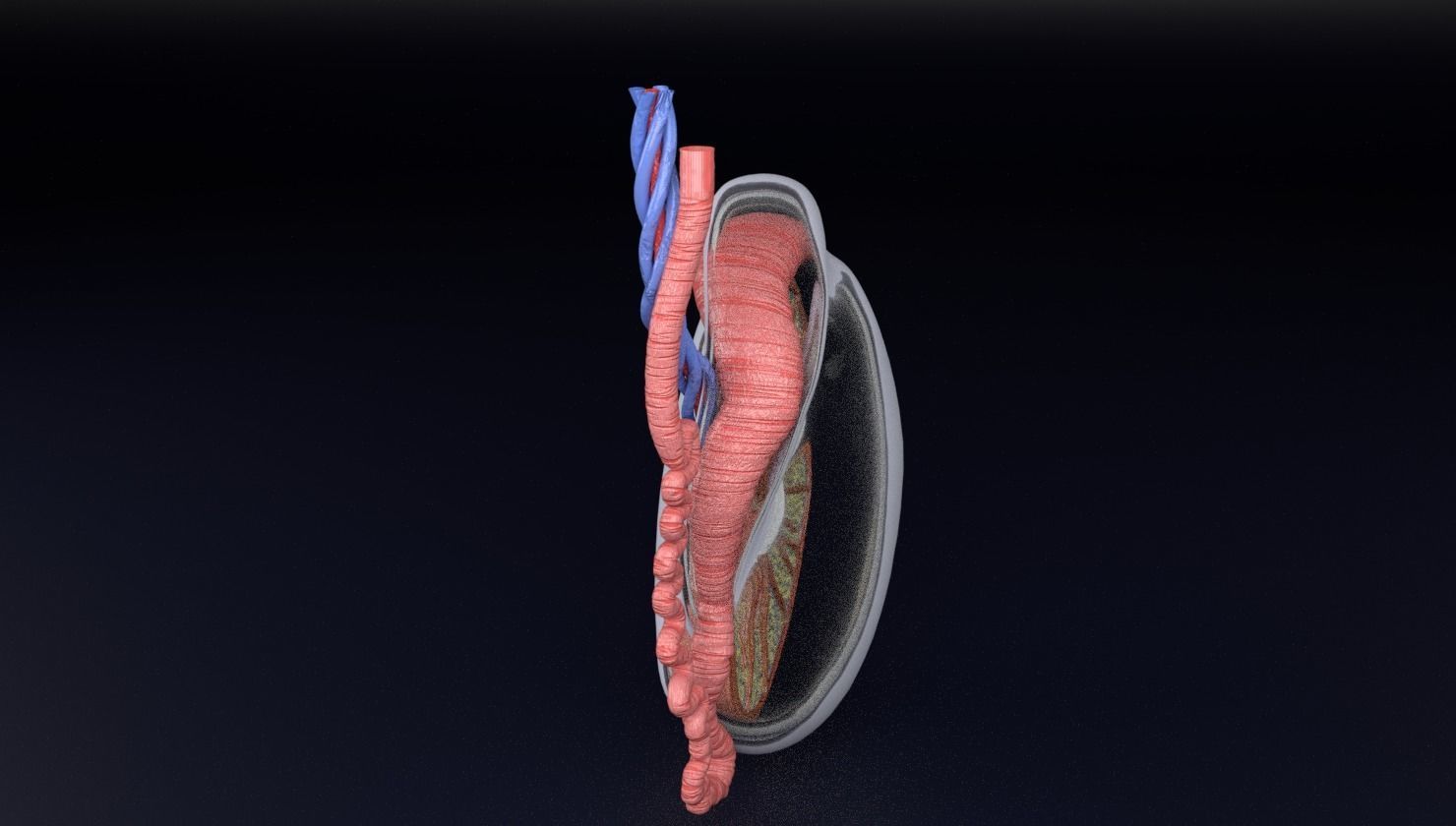 testis anatomy histology 3D model | CGTrader