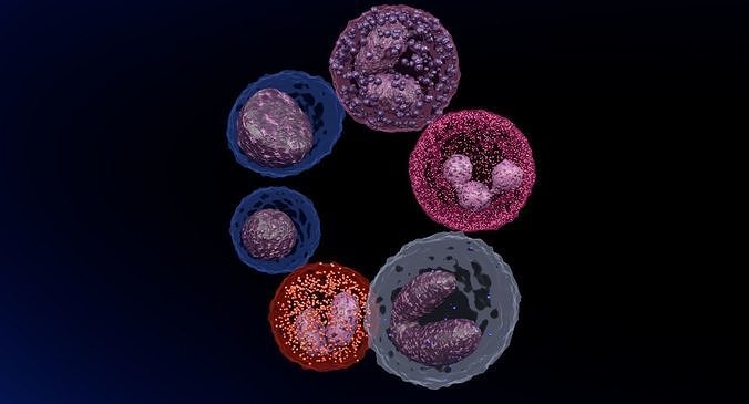 WHITE BLOOD CELLS LEUCOCYTES 3D model | CGTrader