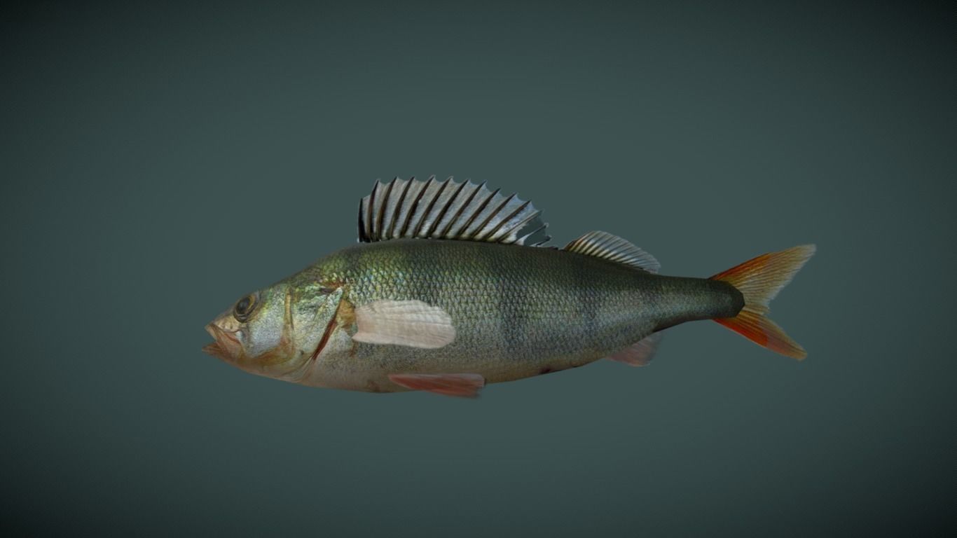 3D model low-poly River Perch | CGTrader