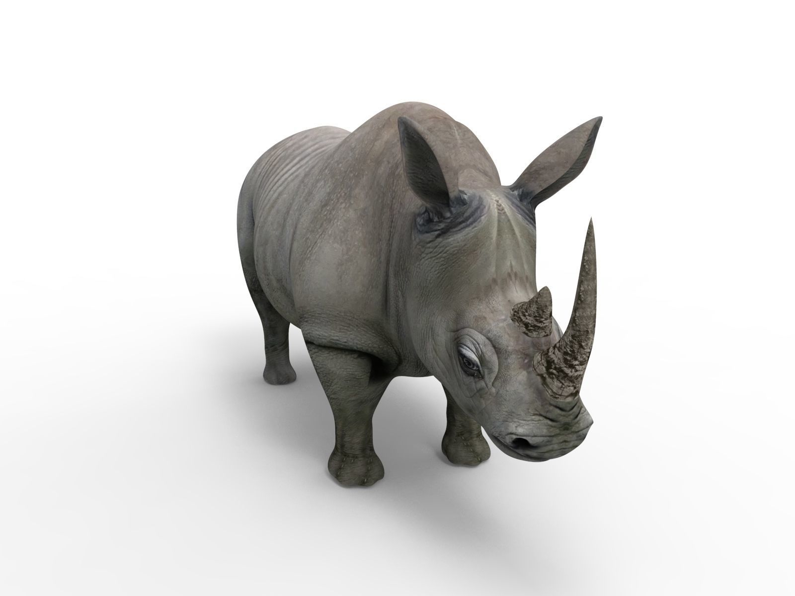 3D model 3D rhino rhinoceros realistic Rigged low poly VR / AR / low ...