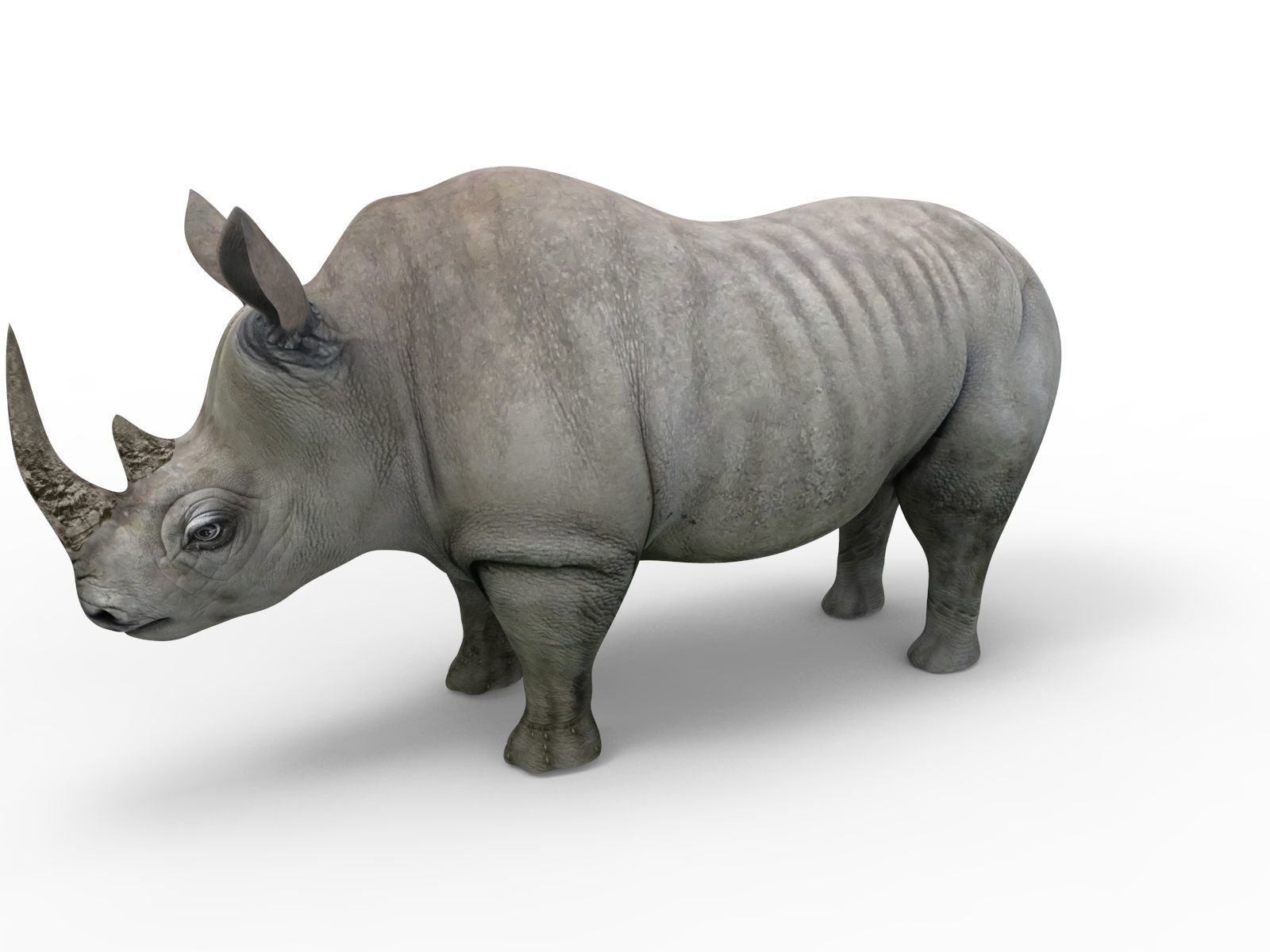 3D model 3D rhino rhinoceros realistic Rigged low poly VR / AR / low ...