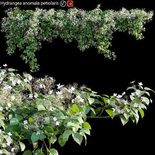 Hydrangea anomala petiolaris - Climbing Hydrangea 01 3D model | CGTrader