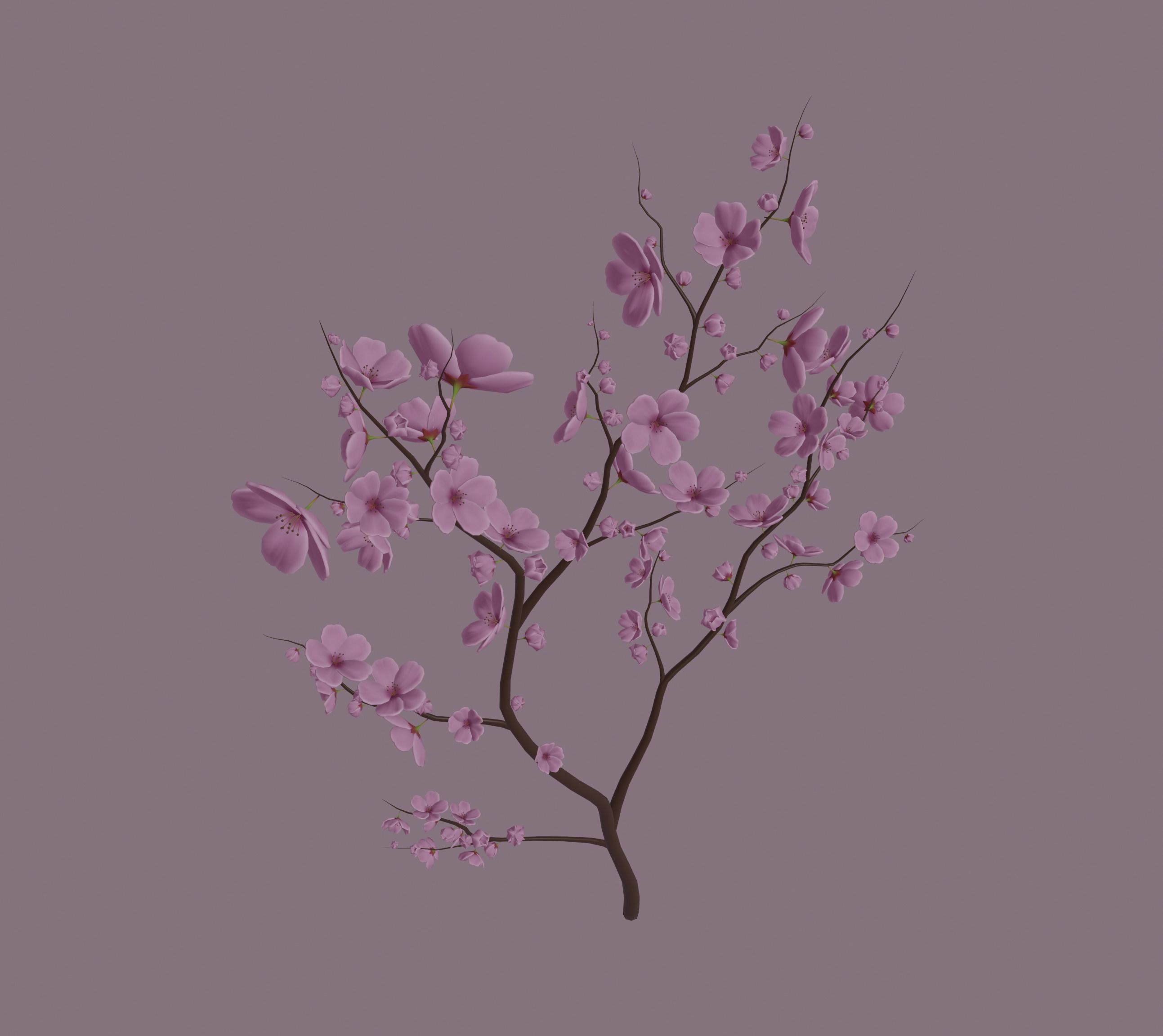 Cherry Blossom 3D model | CGTrader