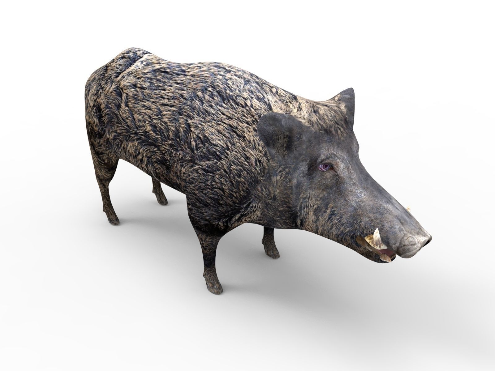 3D model Wild Boar Rigged 3D VR / AR / low-poly rigged | CGTrader