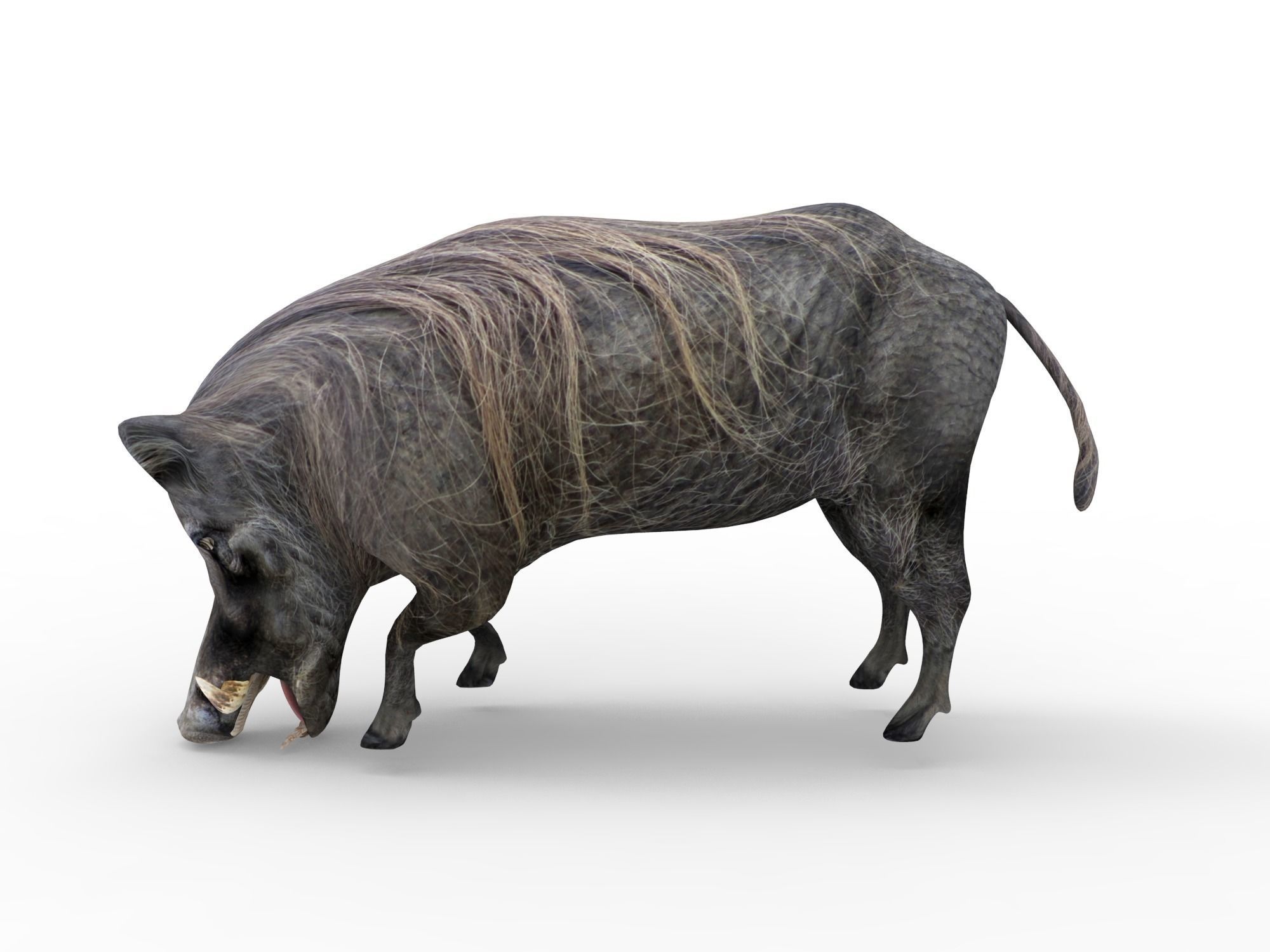 3D model 3D Boar Rigged 3D Models game ready VR / AR / low-poly rigged ...
