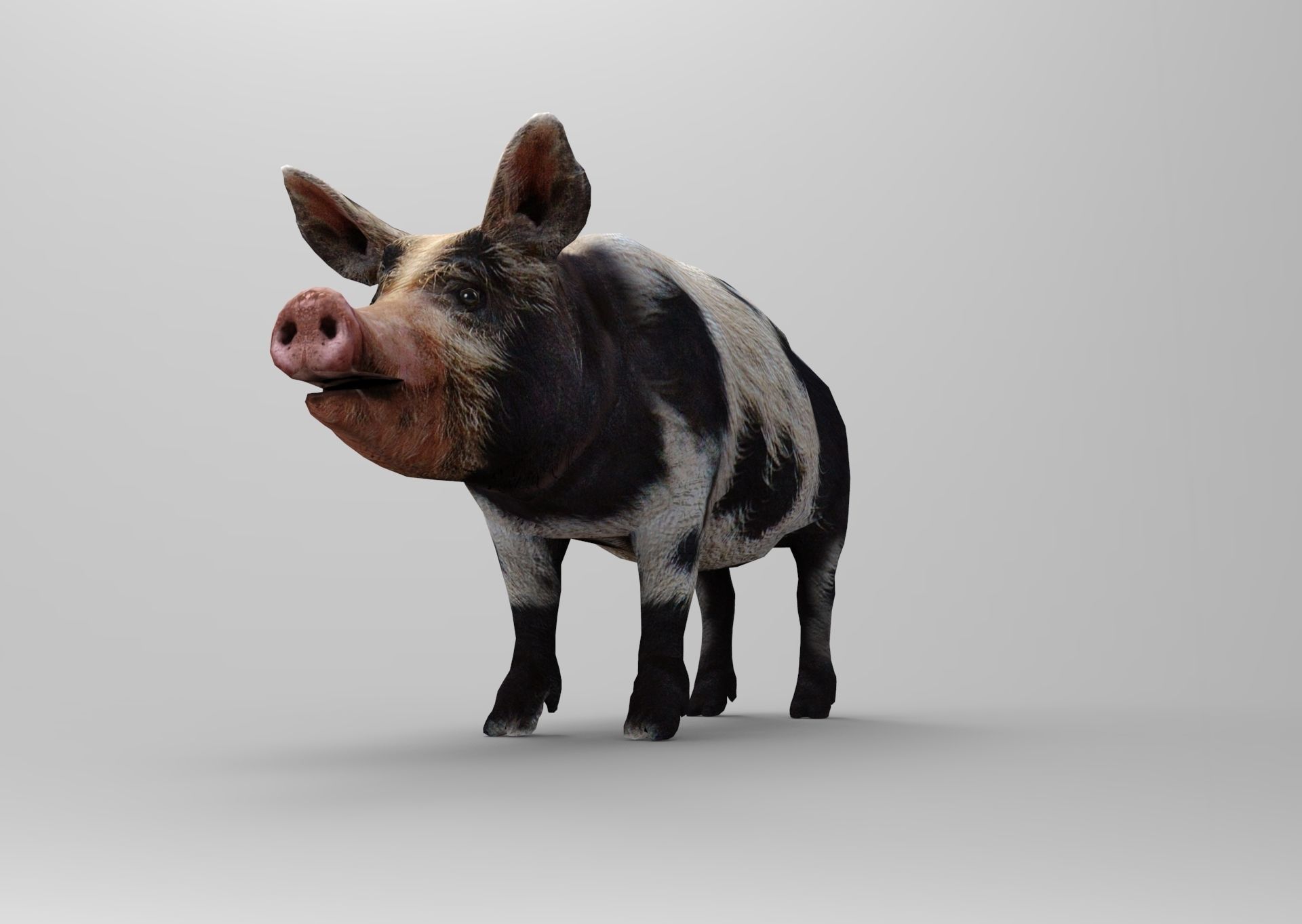 3D model Pig Rigged VR / AR / low-poly rigged | CGTrader