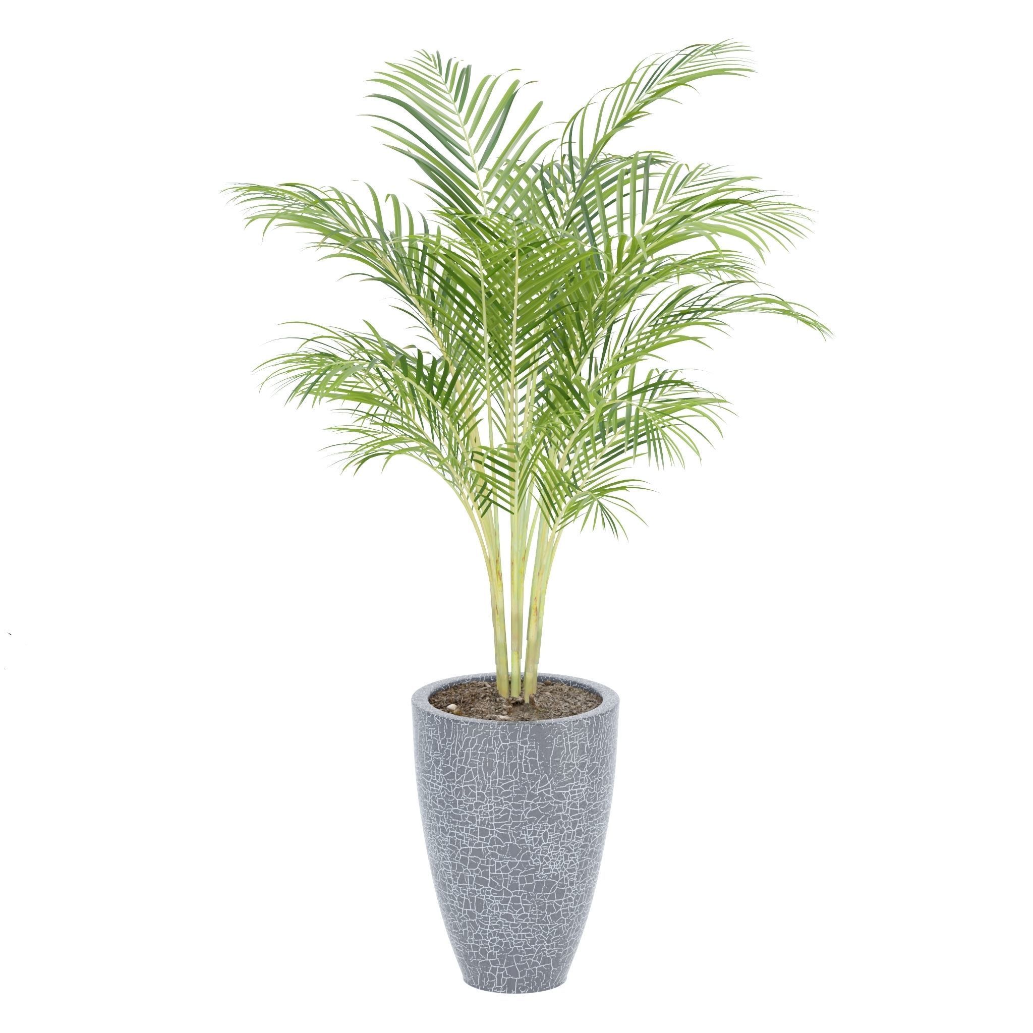 Dypsis lutescens 3D model | CGTrader