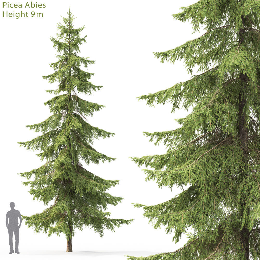 Picea 08 3D model | CGTrader