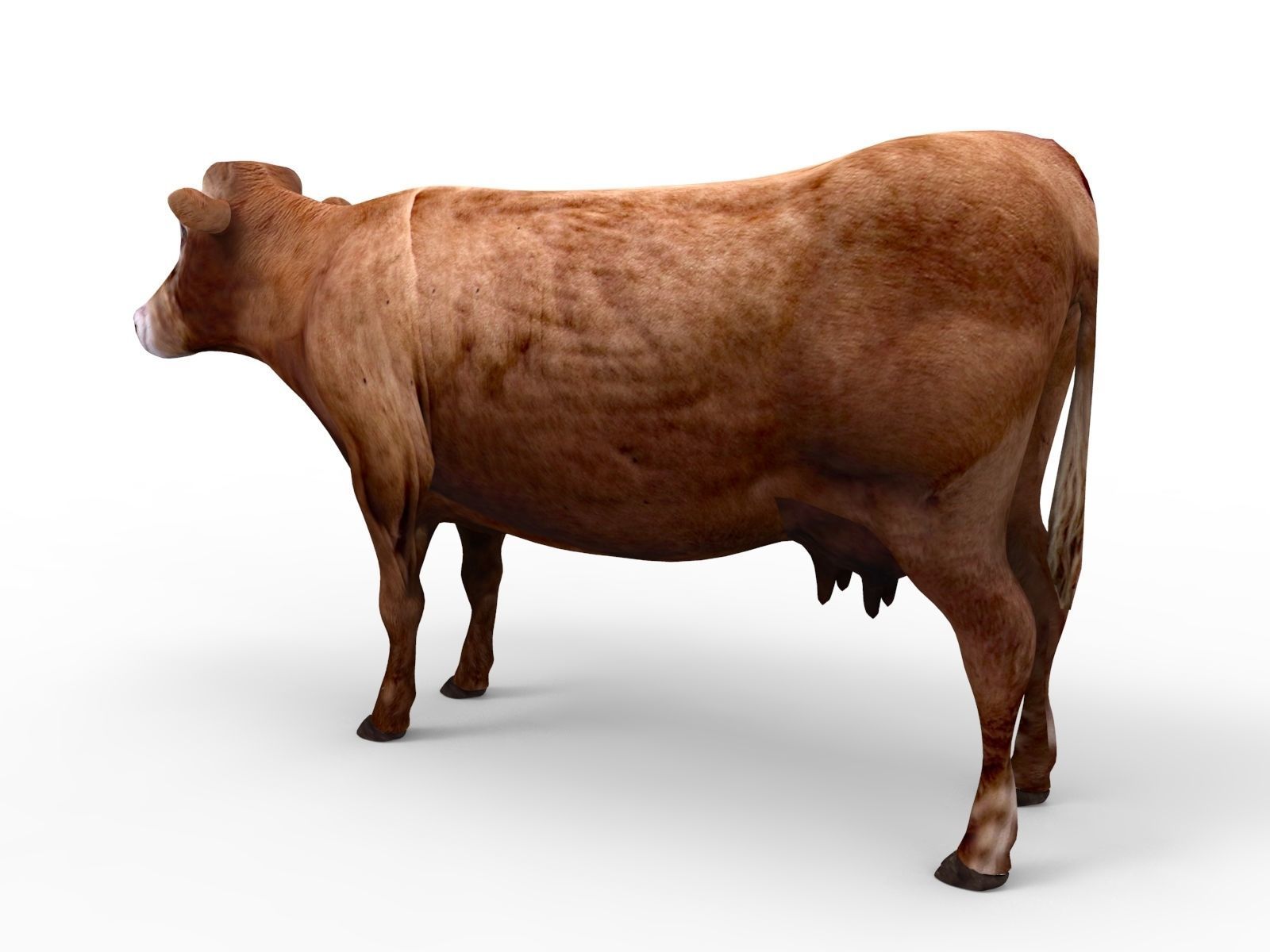 3D model Brown Cow Cattle VR / AR / low-poly | CGTrader