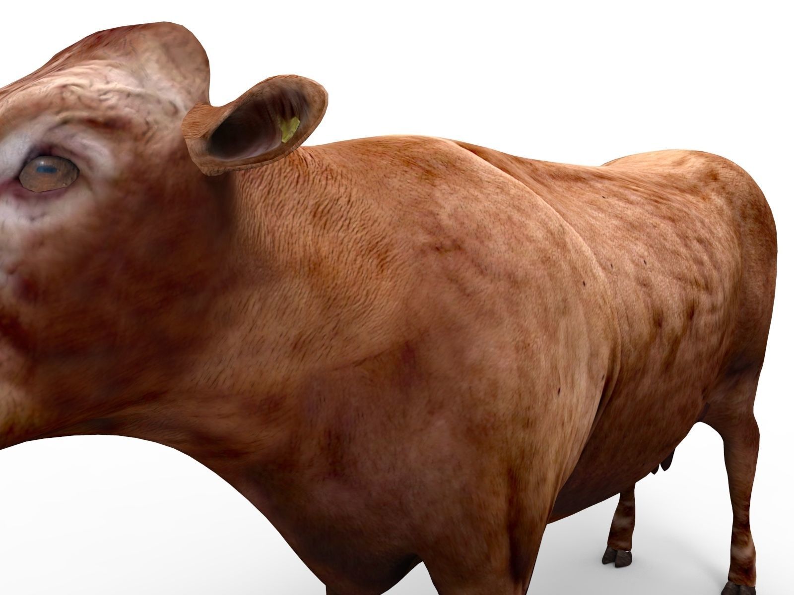 3D model Brown Cow Cattle VR / AR / low-poly | CGTrader