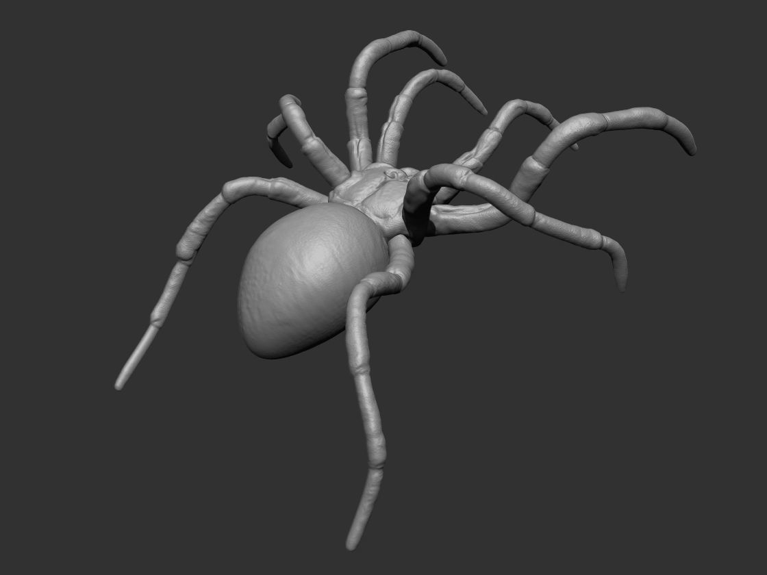 Tarantula Spider 3D model 3D printable | CGTrader