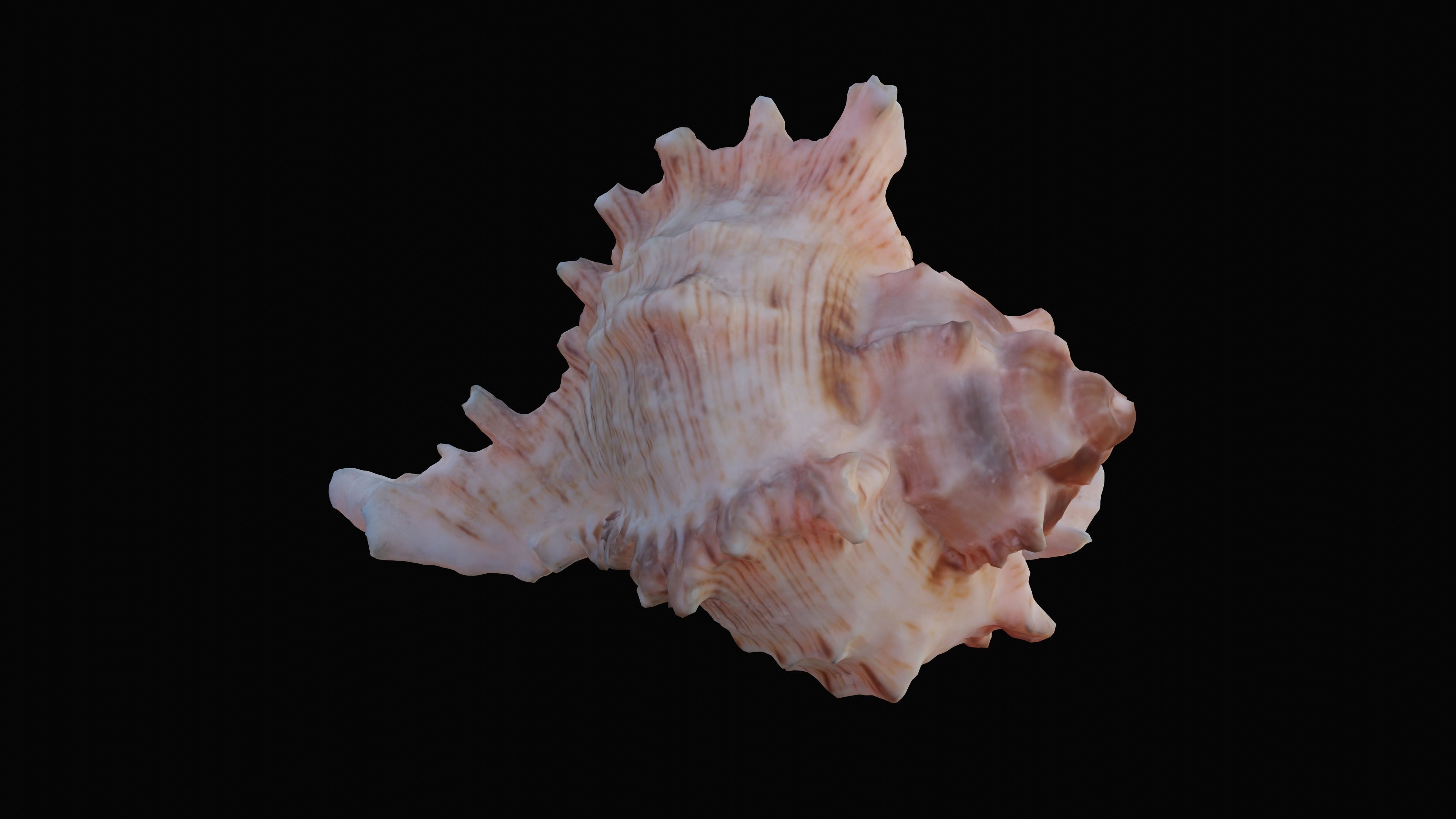 3D model Small Murex Sea Shell VR / AR / low-poly | CGTrader