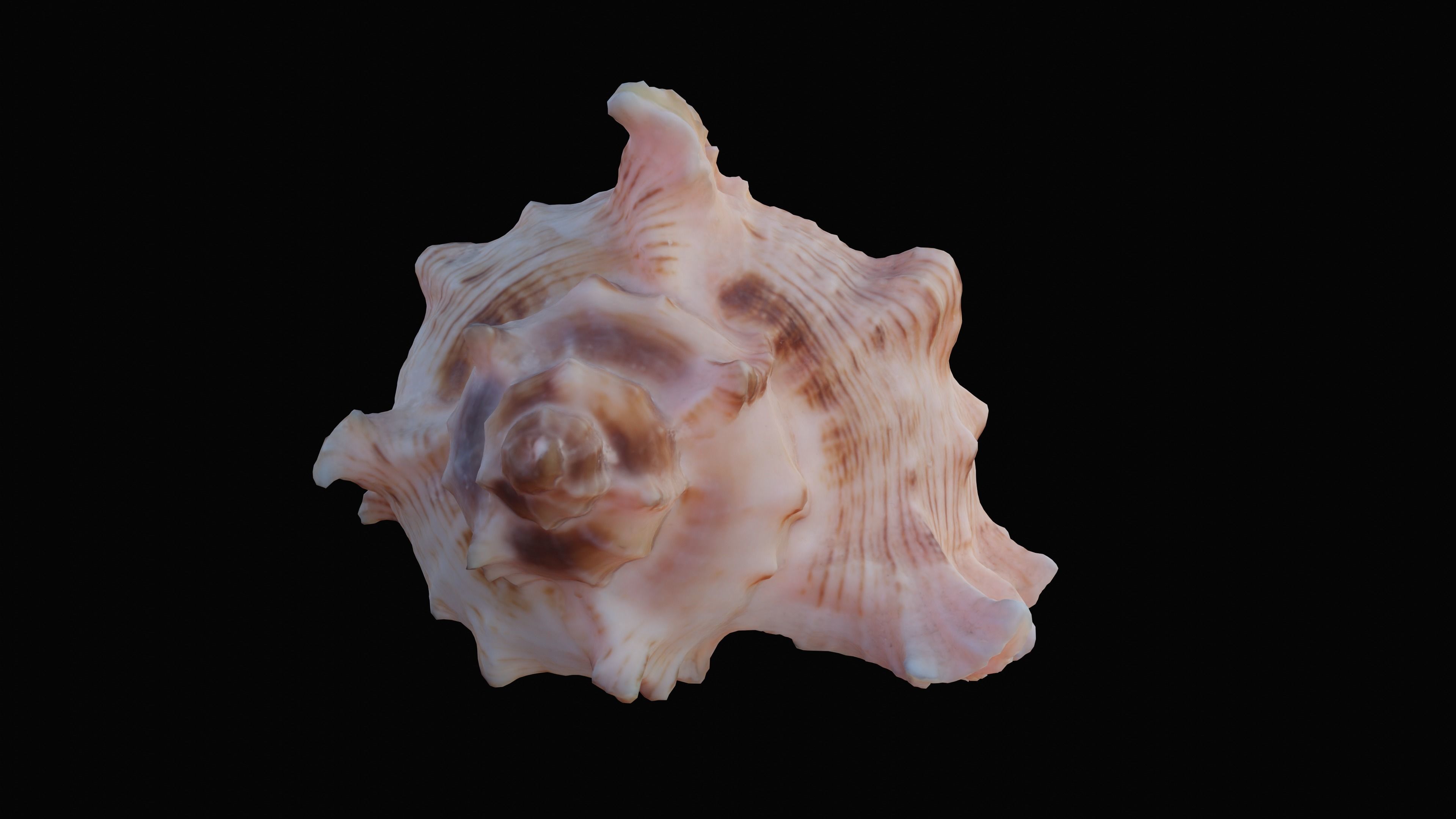 3D model Small Murex Sea Shell VR / AR / low-poly | CGTrader