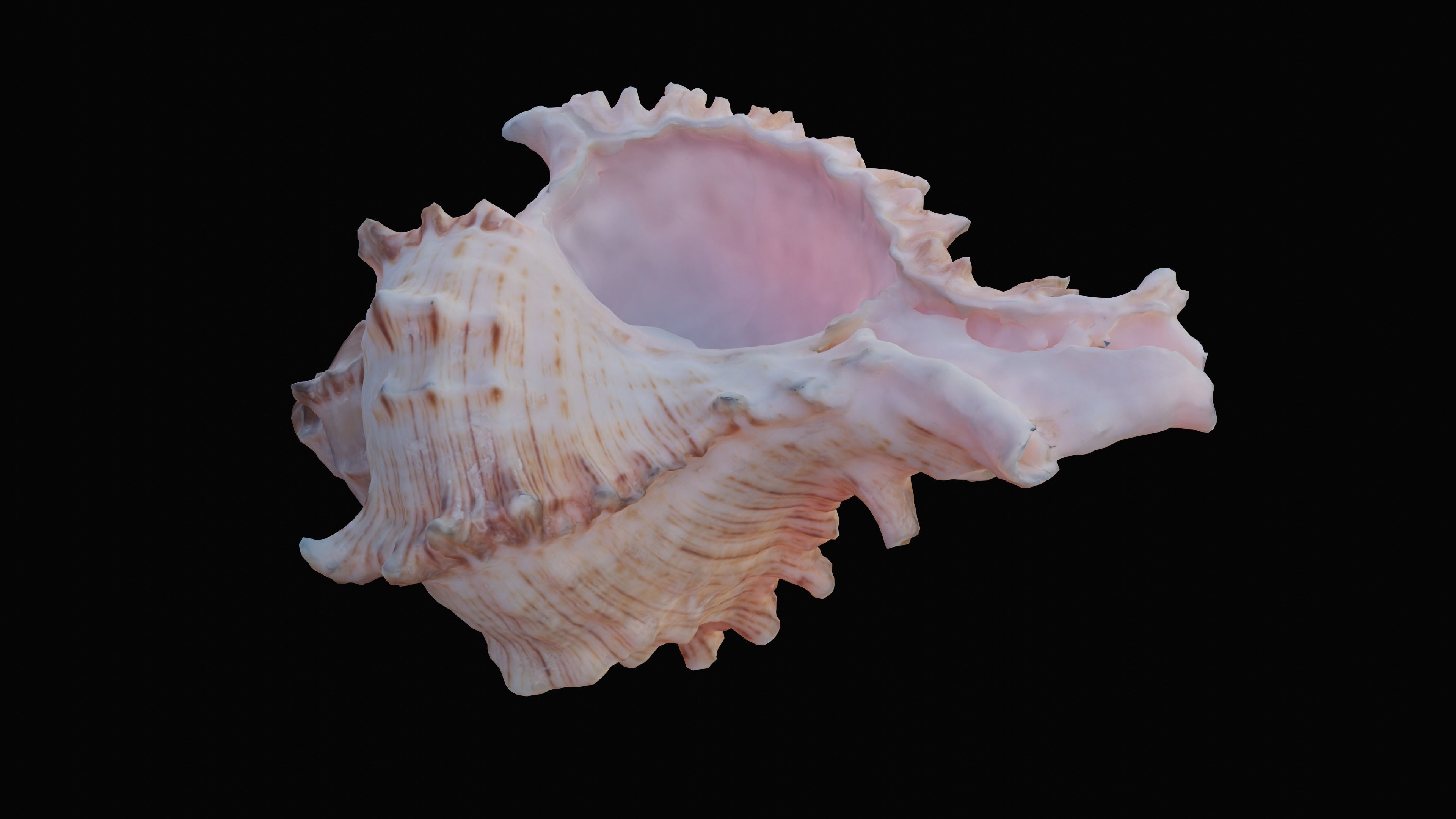 3D model Small Murex Sea Shell VR / AR / low-poly | CGTrader