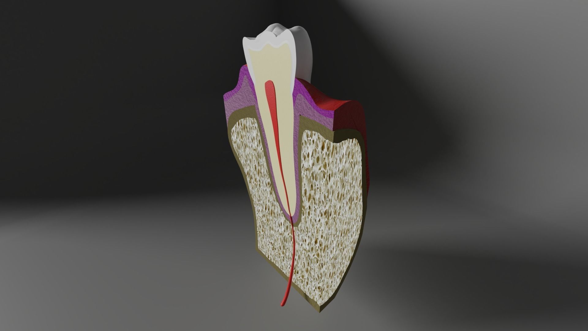 Tooth anatomy - Periodontal region 3D model | CGTrader