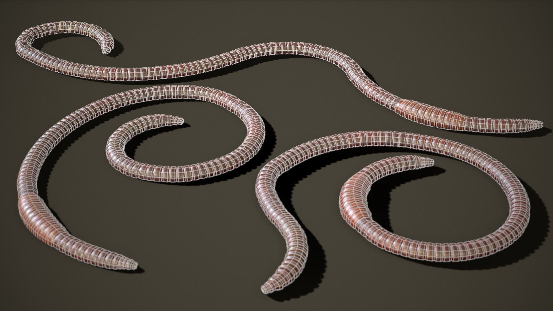 3D model Earthworms Rigged PBR VR / AR / low-poly rigged | CGTrader