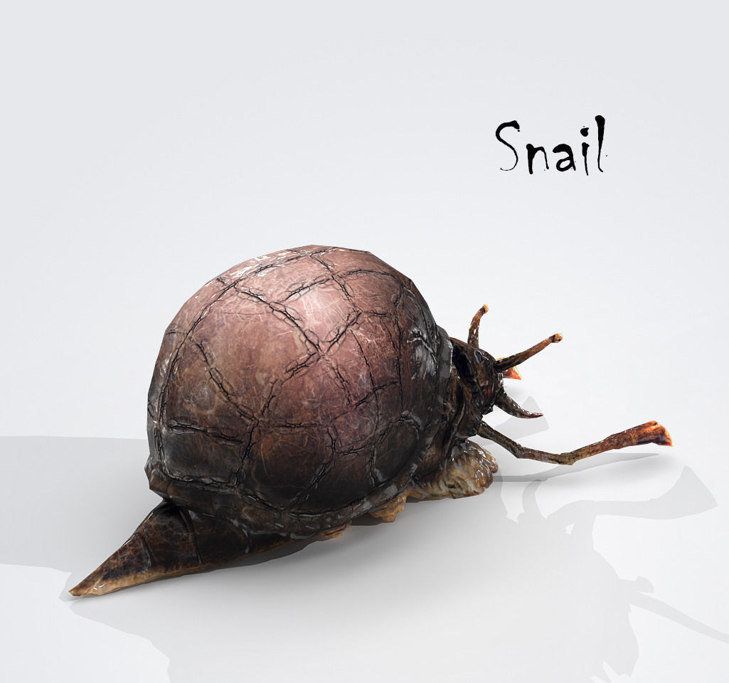 3D model Snail VR / AR / low-poly | CGTrader