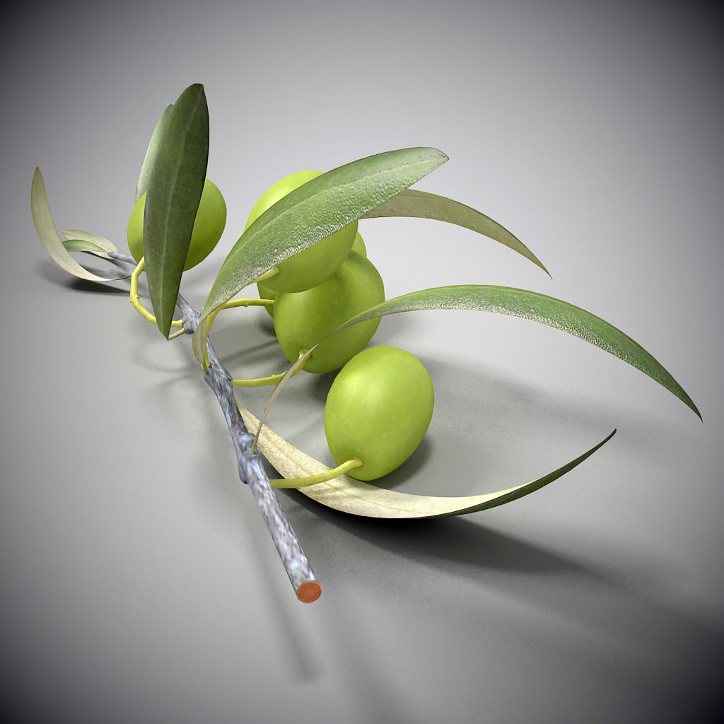 Olive branch 3D model | CGTrader