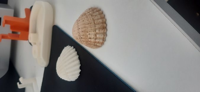 Natural Shell 3D model 3D printable | CGTrader