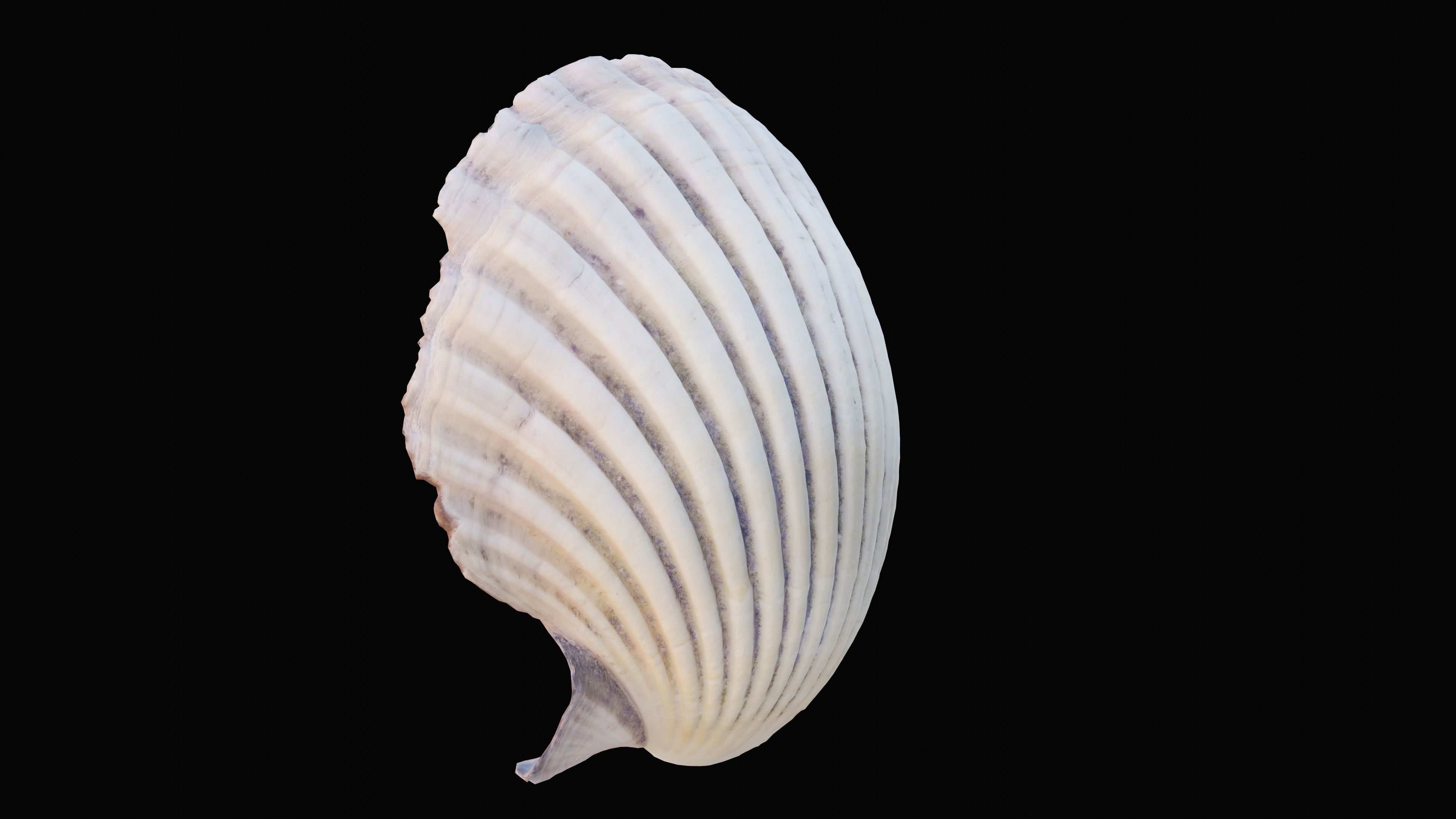 3D model Scallop Sea Shell VR / AR / low-poly | CGTrader