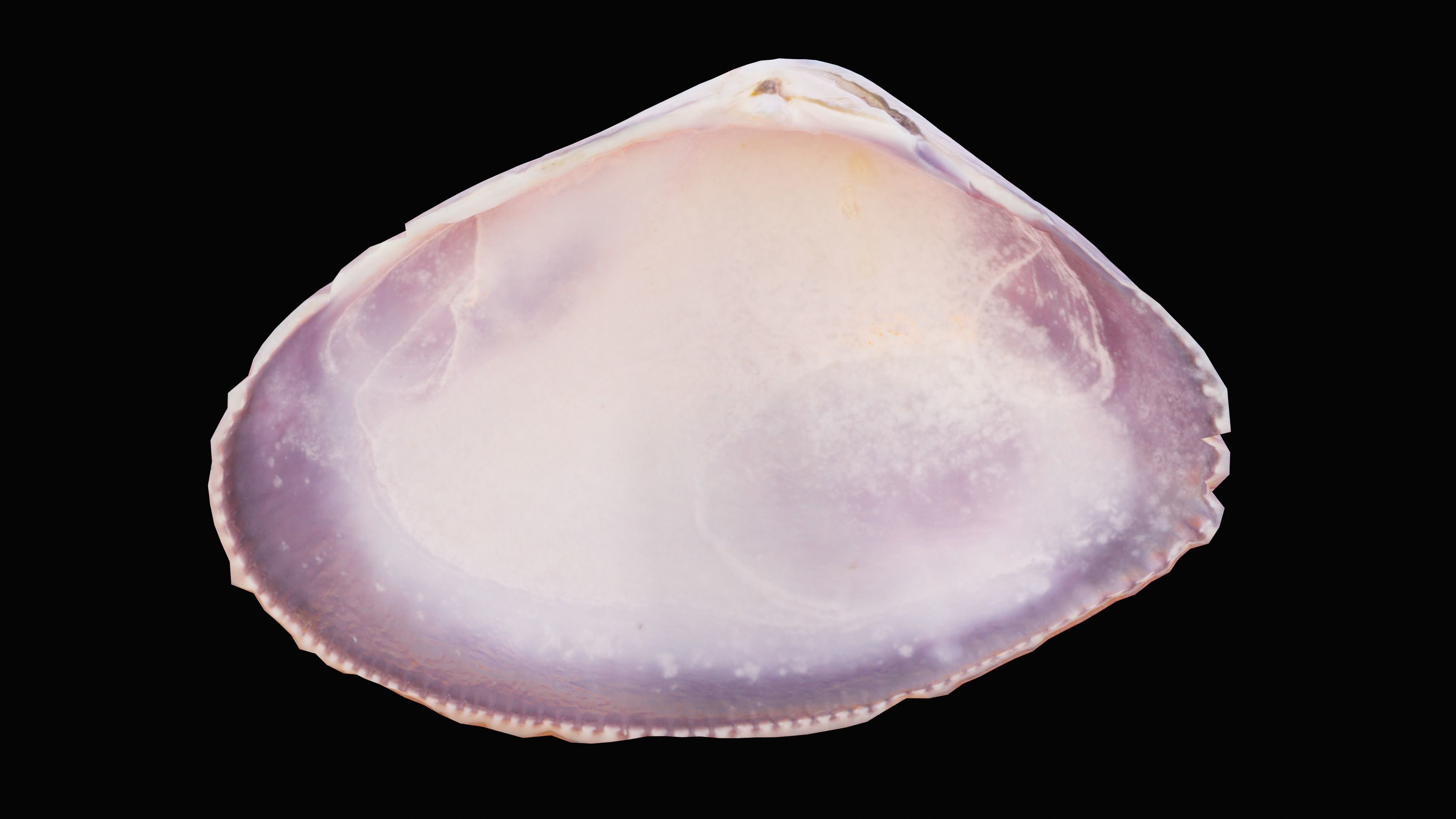 3D model Tellin Sea Shell VR / AR / low-poly | CGTrader