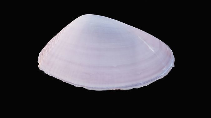 3D model Tellin Sea Shell VR / AR / low-poly | CGTrader
