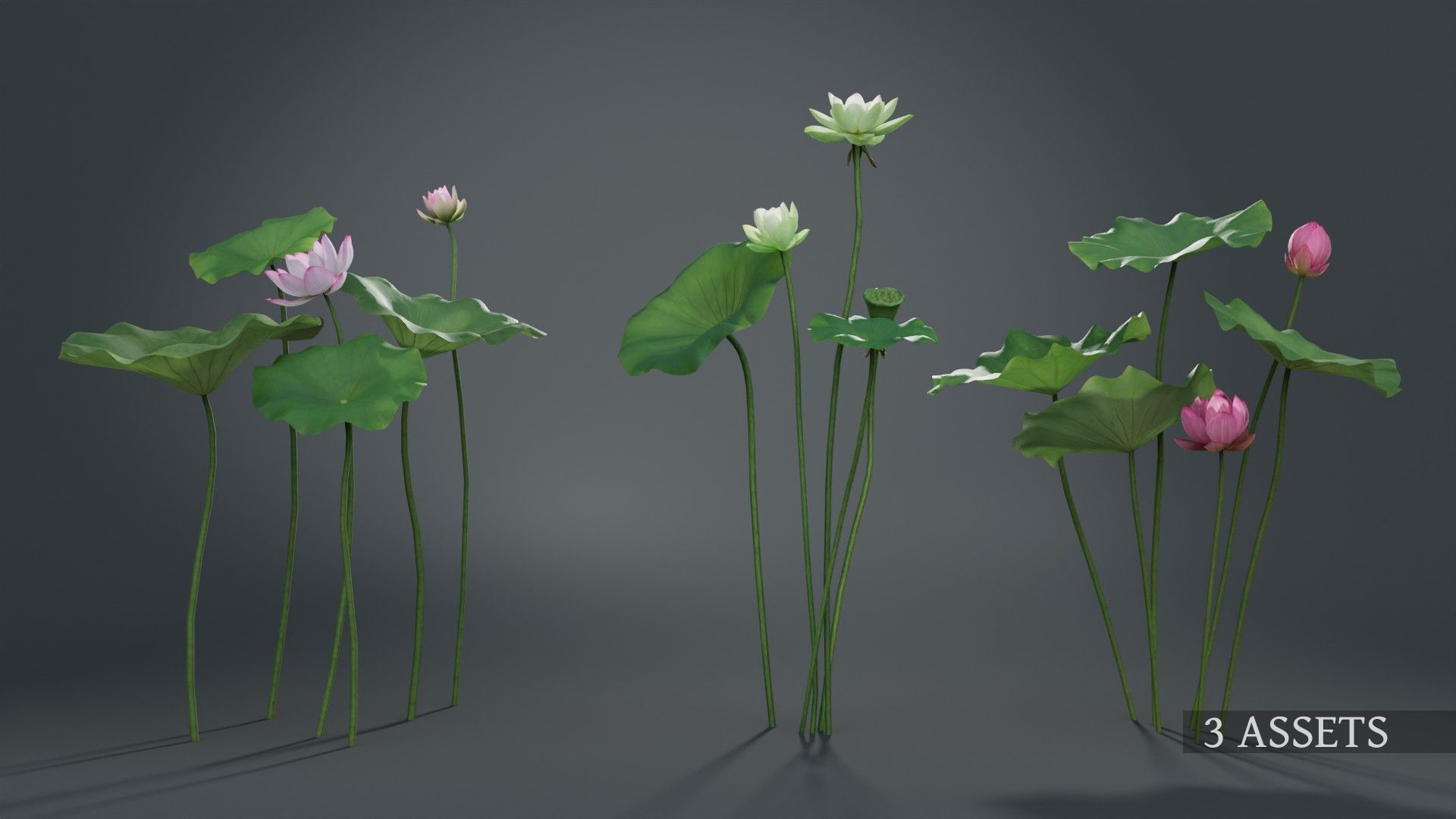 3D model Lotus Collection vol07 VR / AR / low-poly | CGTrader