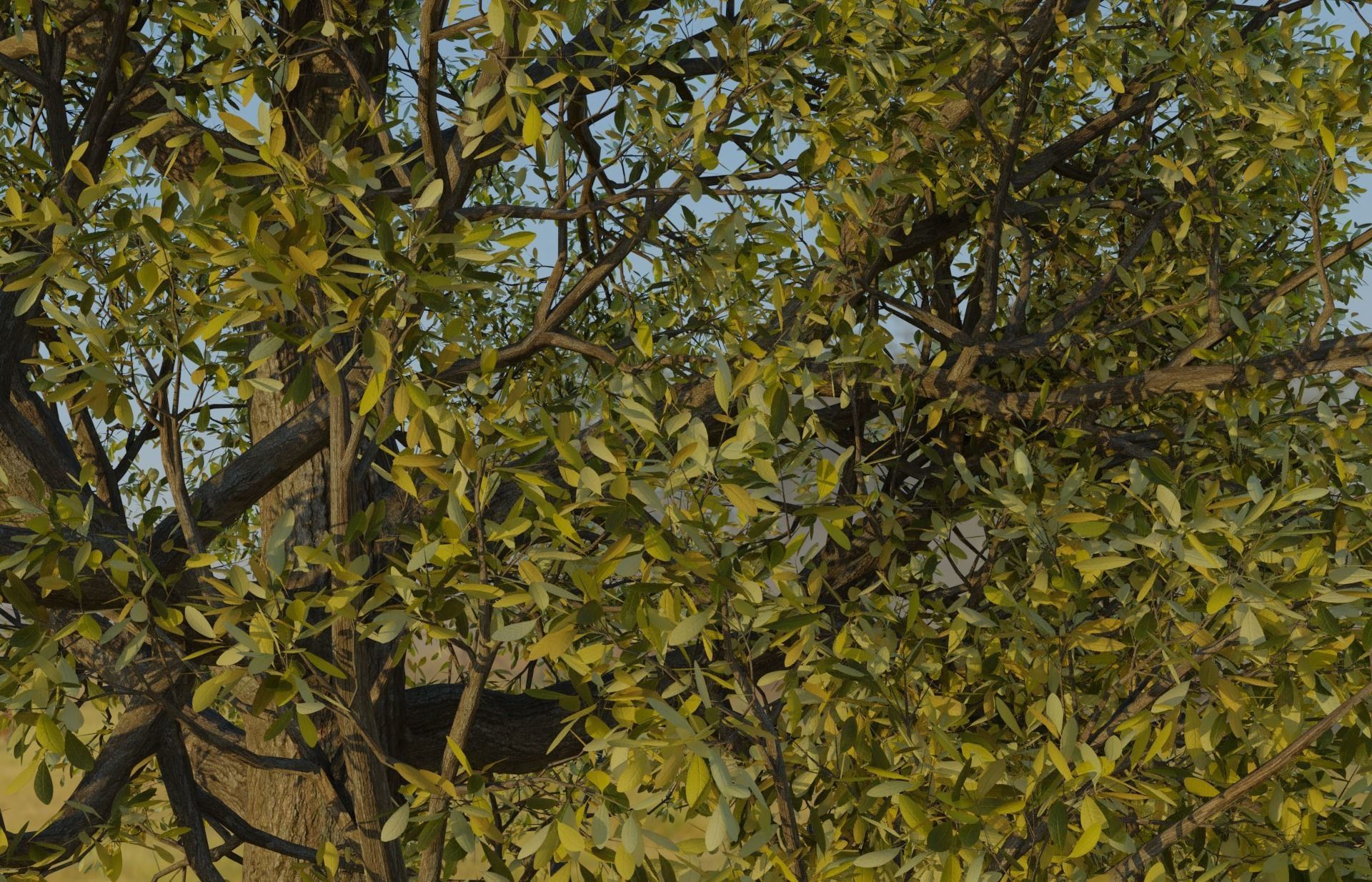 Grand Tree Pack 3D model | CGTrader