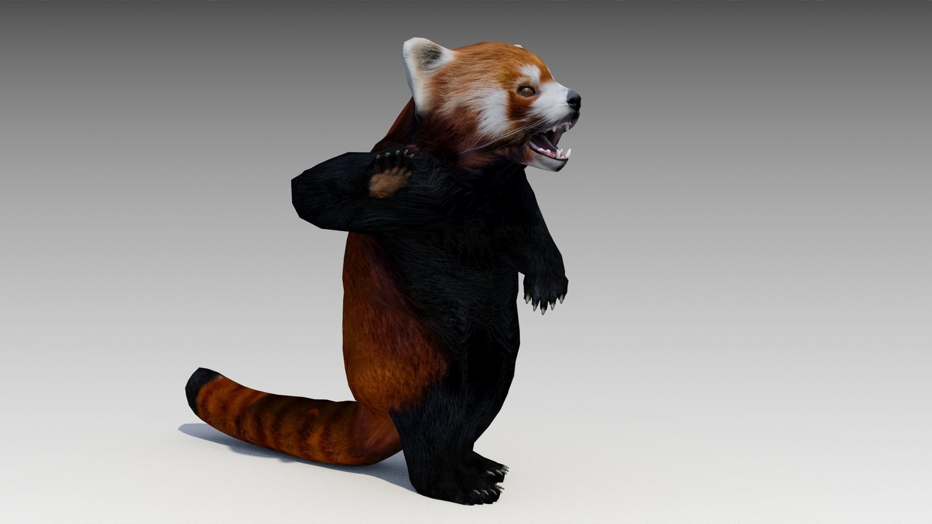 3D model Red Panda VR / AR / low-poly rigged animated | CGTrader