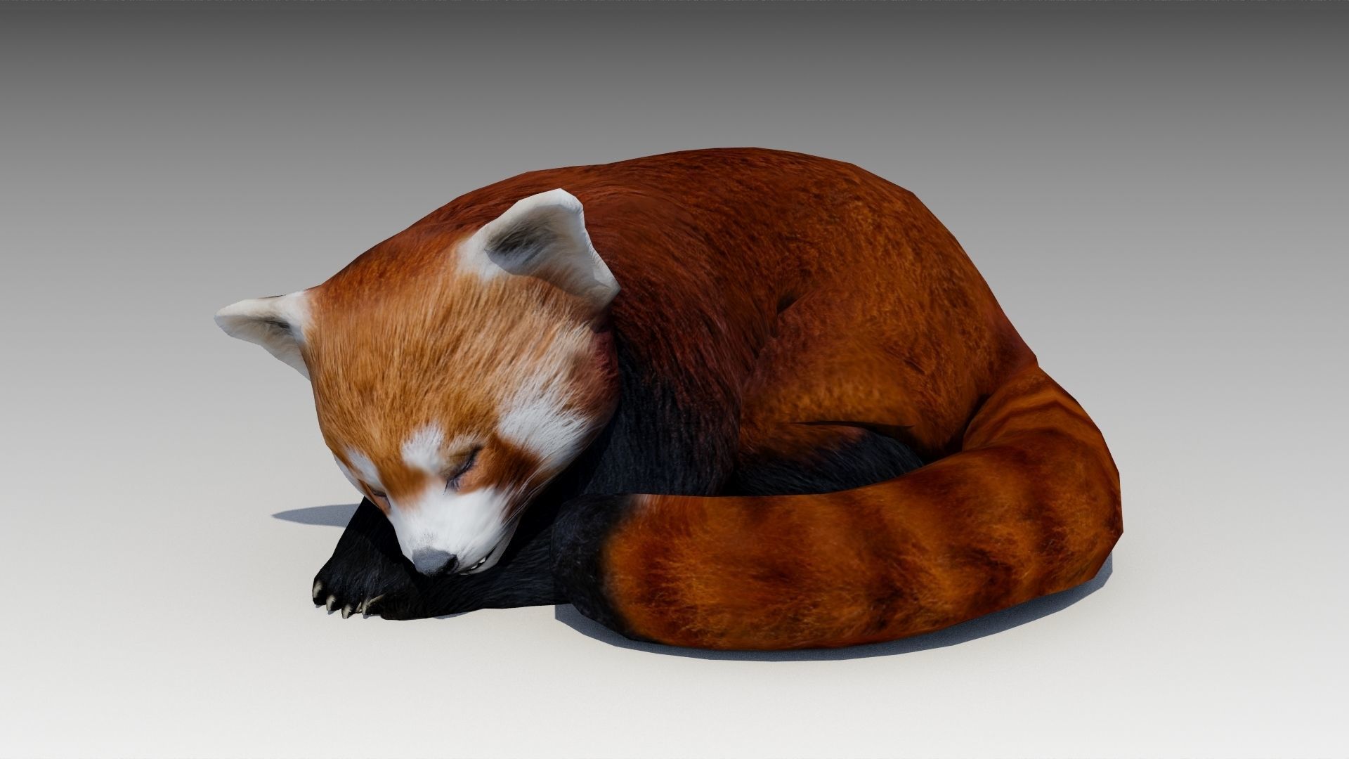 3D model Red Panda VR / AR / low-poly rigged animated | CGTrader