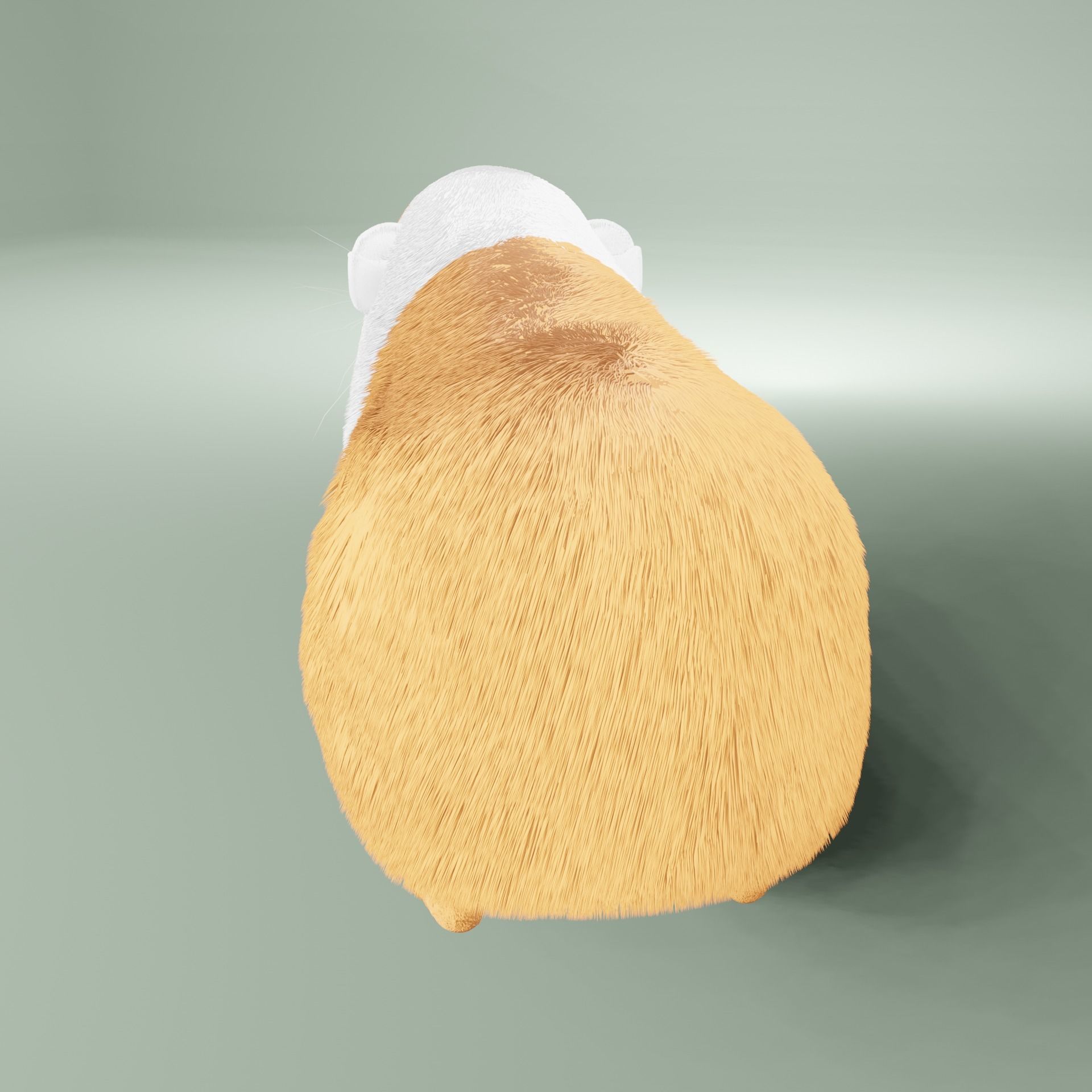 Guinea pig free 3D model | CGTrader