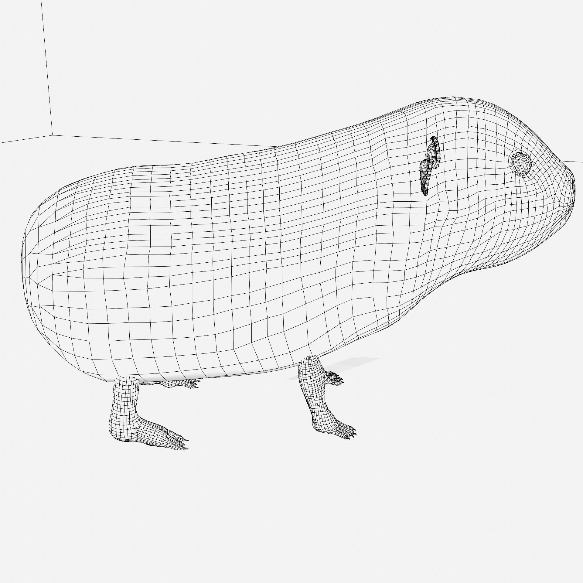 Guinea pig free 3D model | CGTrader