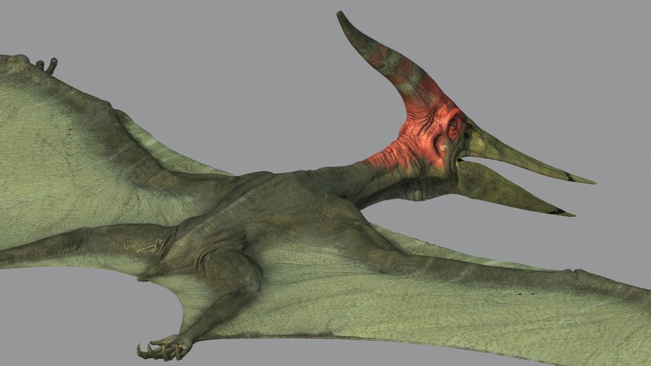 Pterodon 3D model | CGTrader