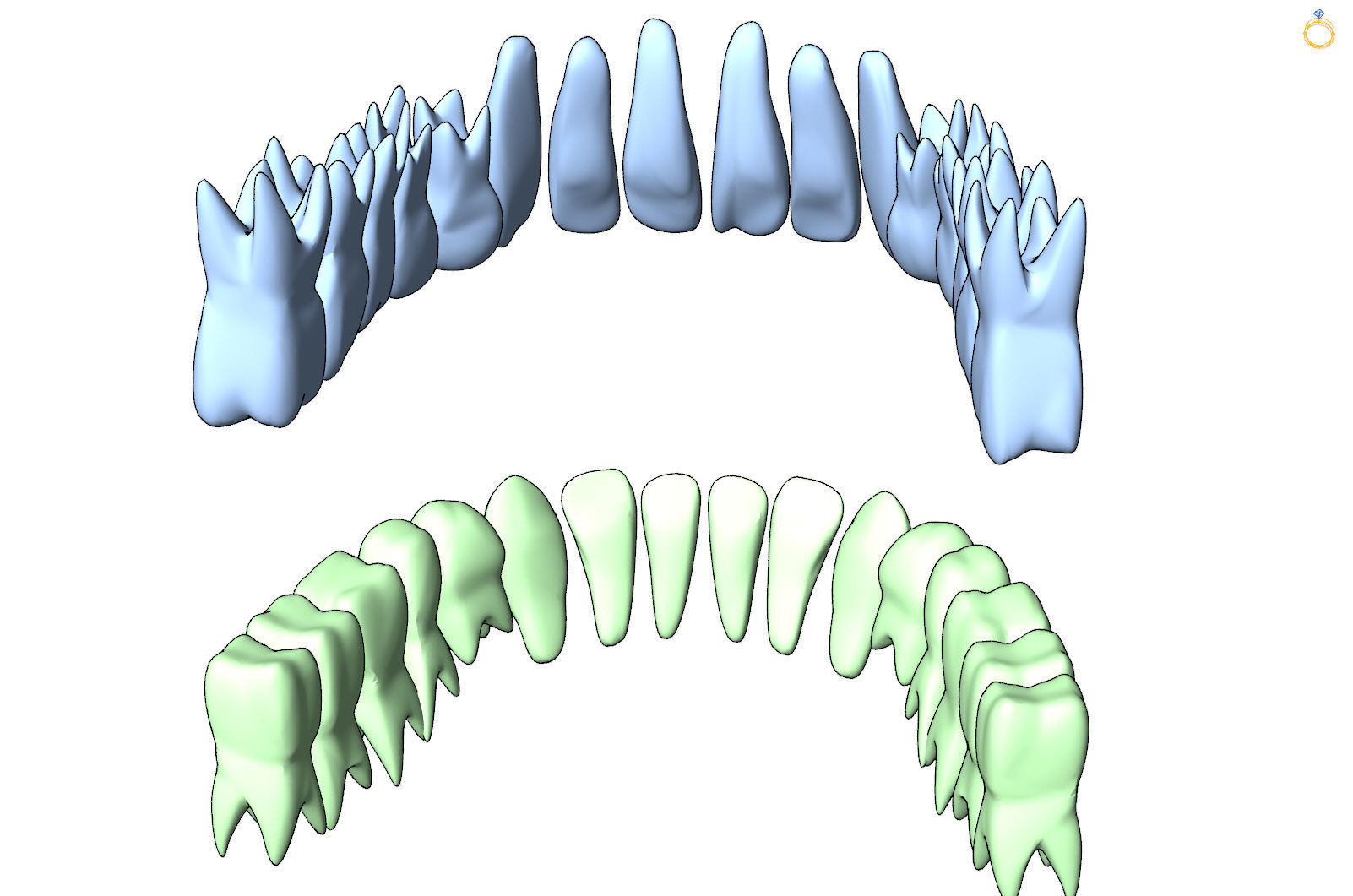 Anatomical model of all teeth 3D model 3D printable | CGTrader