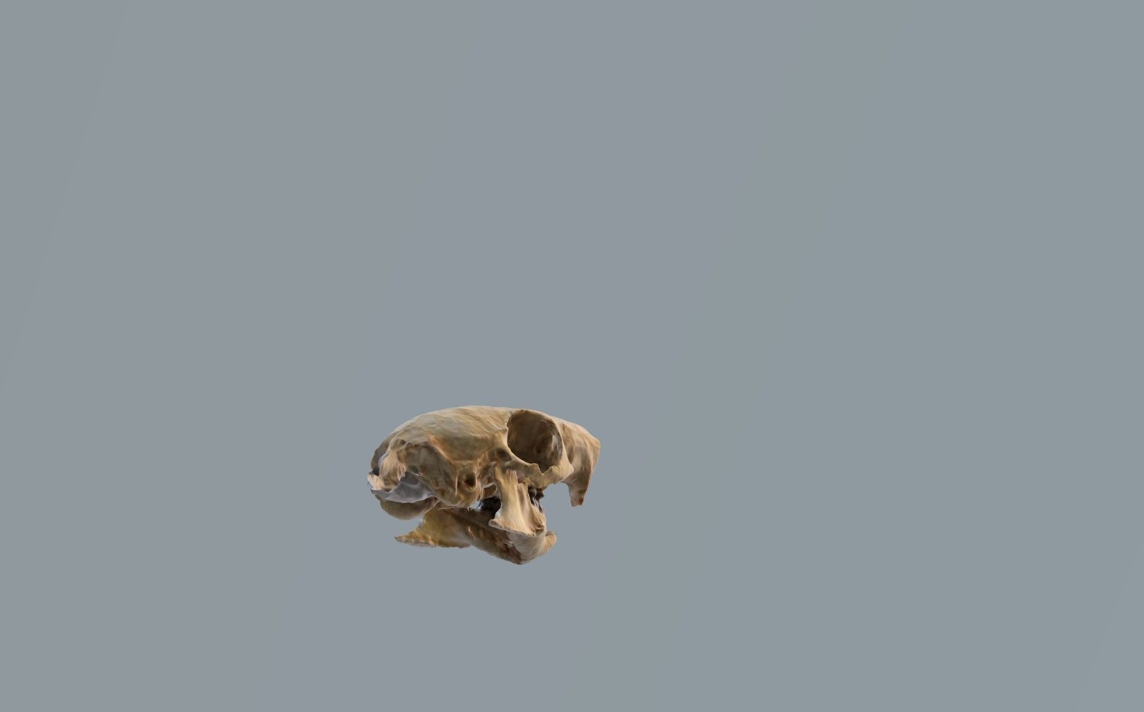 Rat Skull 3D model 3D printable | CGTrader