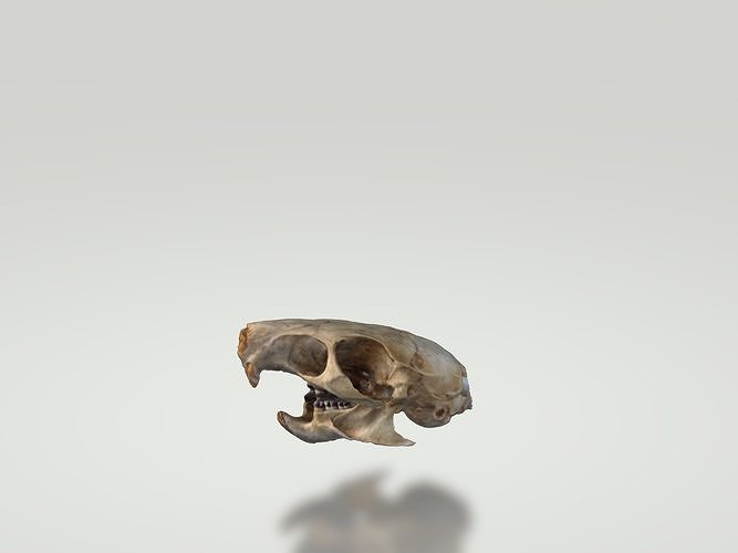 Rat Skull 3D model 3D printable | CGTrader