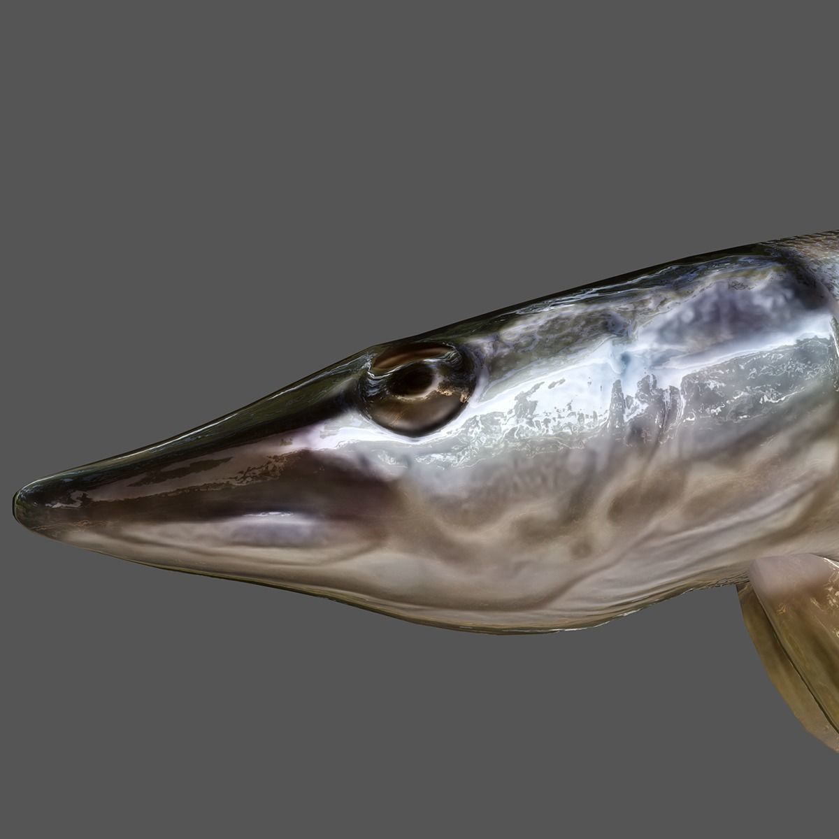 3D model Pike Fish Animated Model VR / AR / low-poly | CGTrader