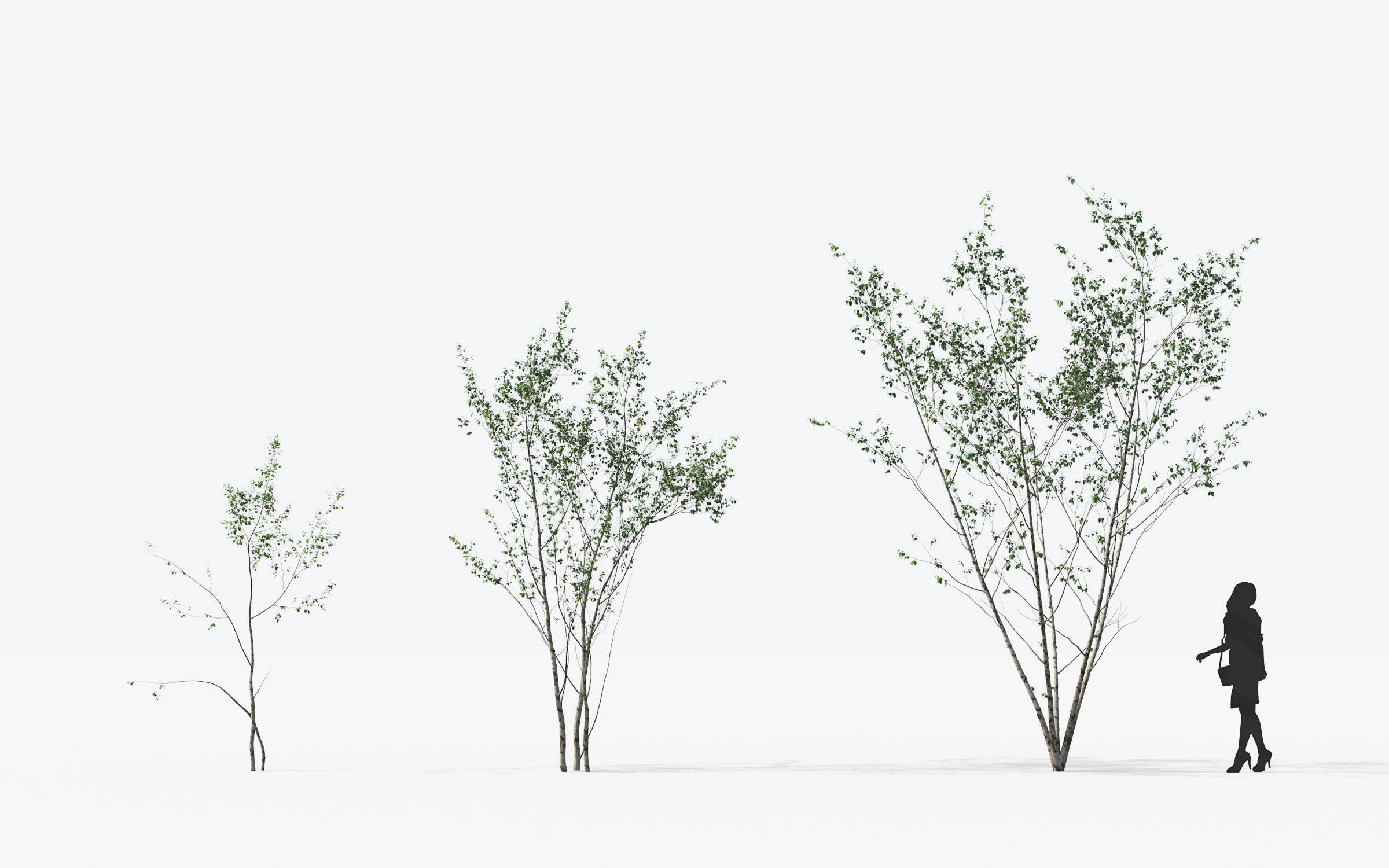 Small Tree Collection - Include GrowFX and Mesh file 3D model | CGTrader