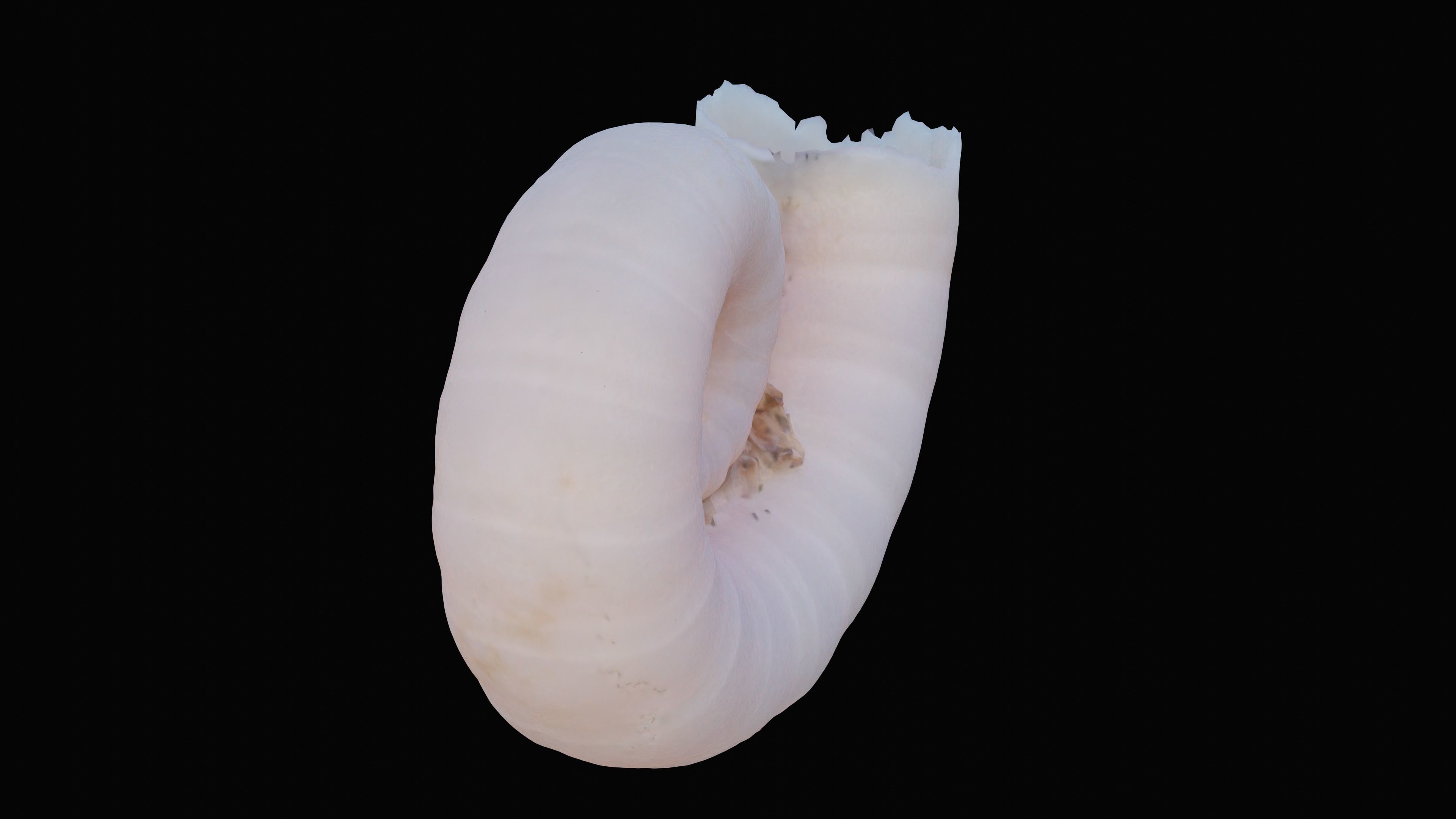 3D model Common Spirula Sea Shell VR / AR / low-poly | CGTrader