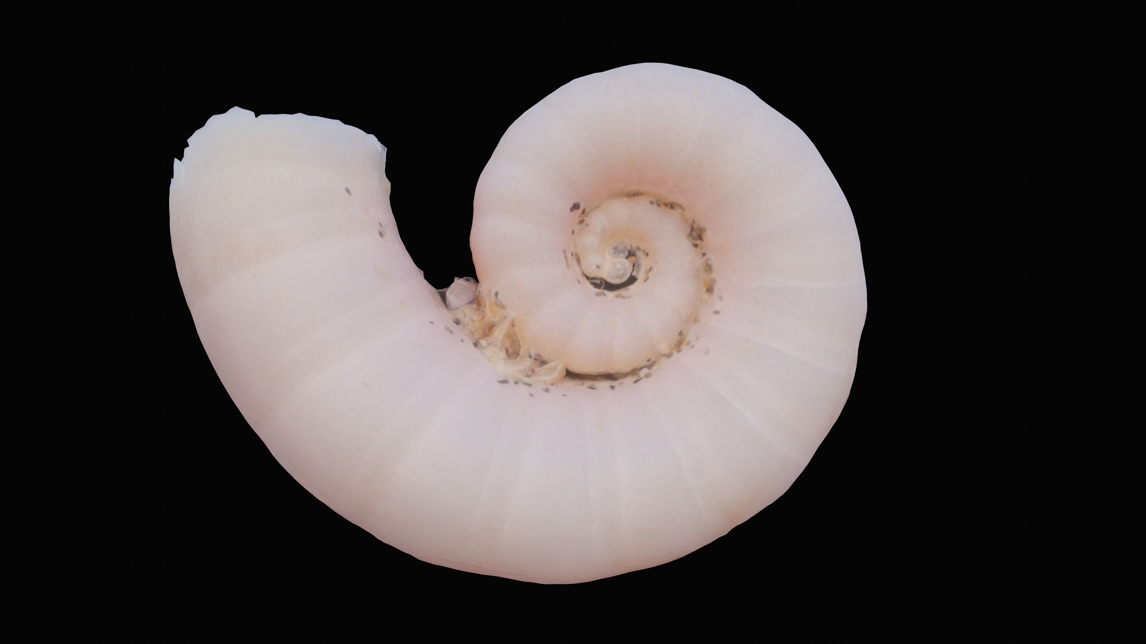 3D model Common Spirula Sea Shell VR / AR / low-poly | CGTrader