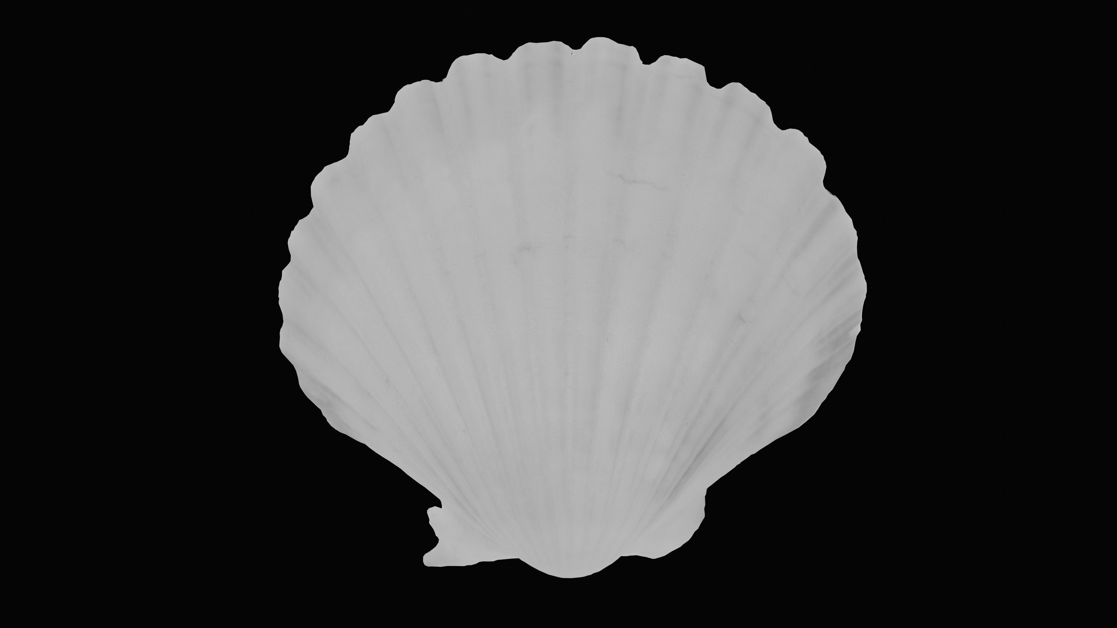 3D model Scallop Sea Shell VR / AR / low-poly | CGTrader