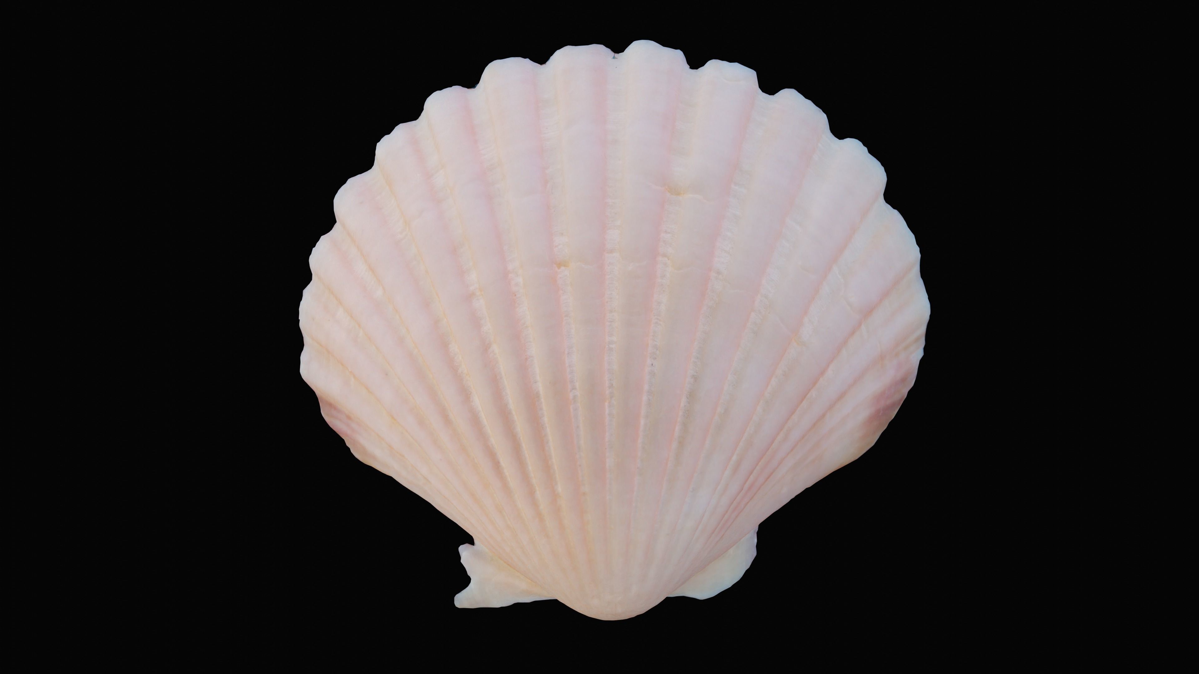 3D model Scallop Sea Shell VR / AR / low-poly | CGTrader