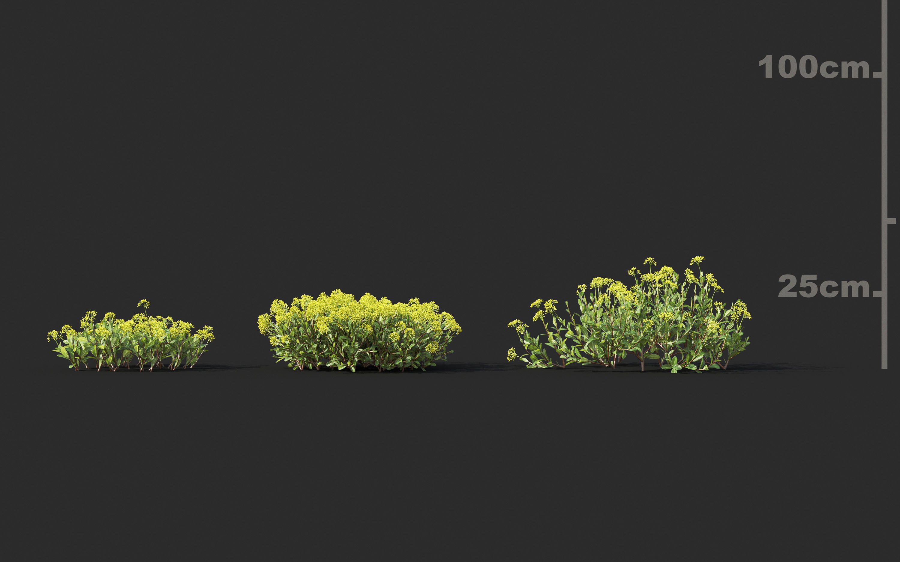 Garden shrub flowers Collection- Include GrowFX and Mesh file 3D model ...